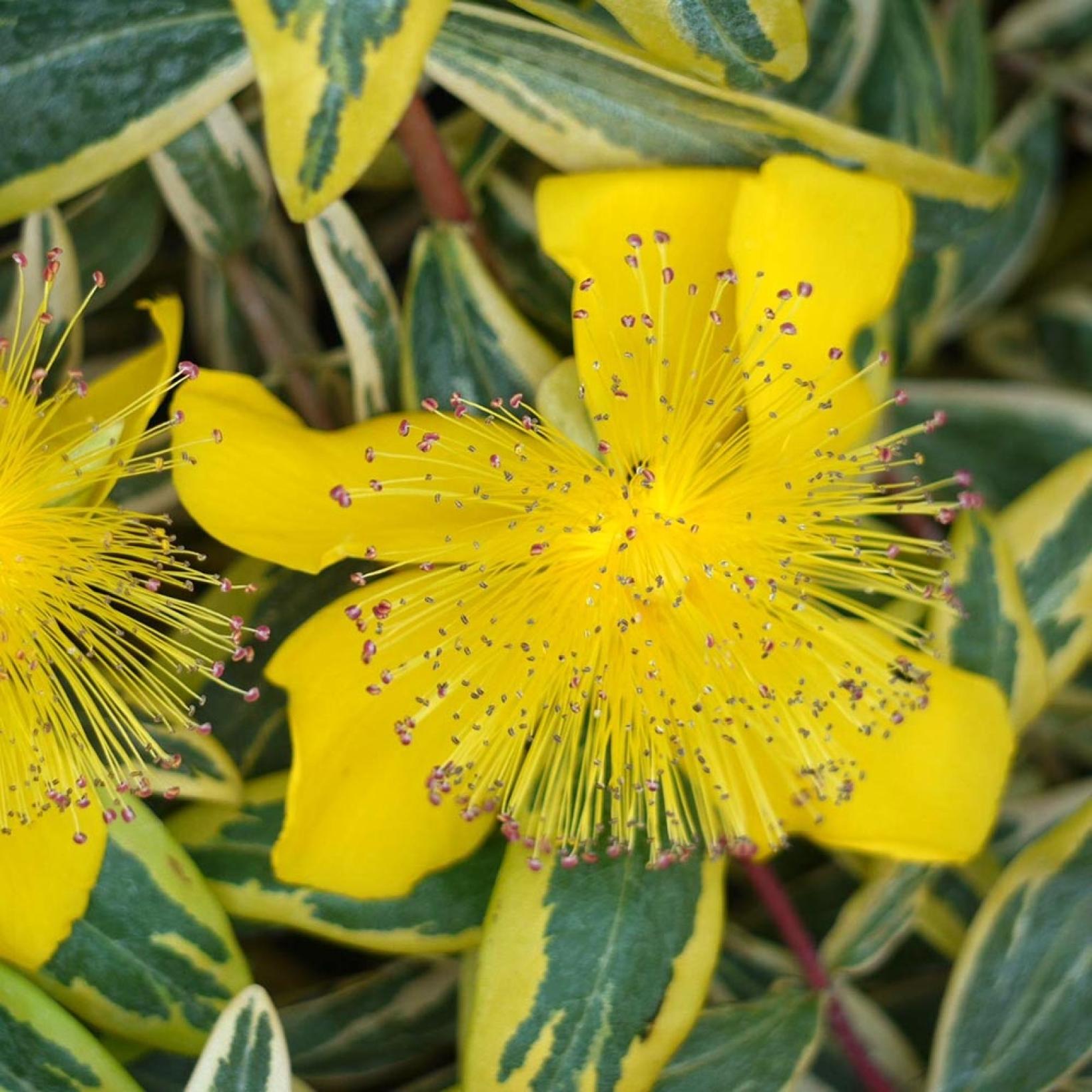 Hypericum calycinum Carnival - Millepertuis vivace et rampant à ...