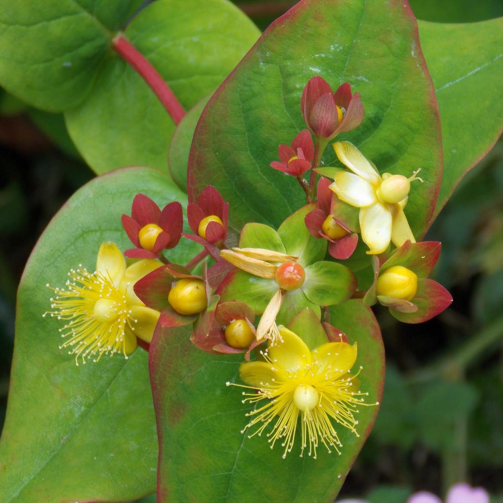 Hypericum inodorum Elstead - Millepertuis arbustif à gros fruits rouges