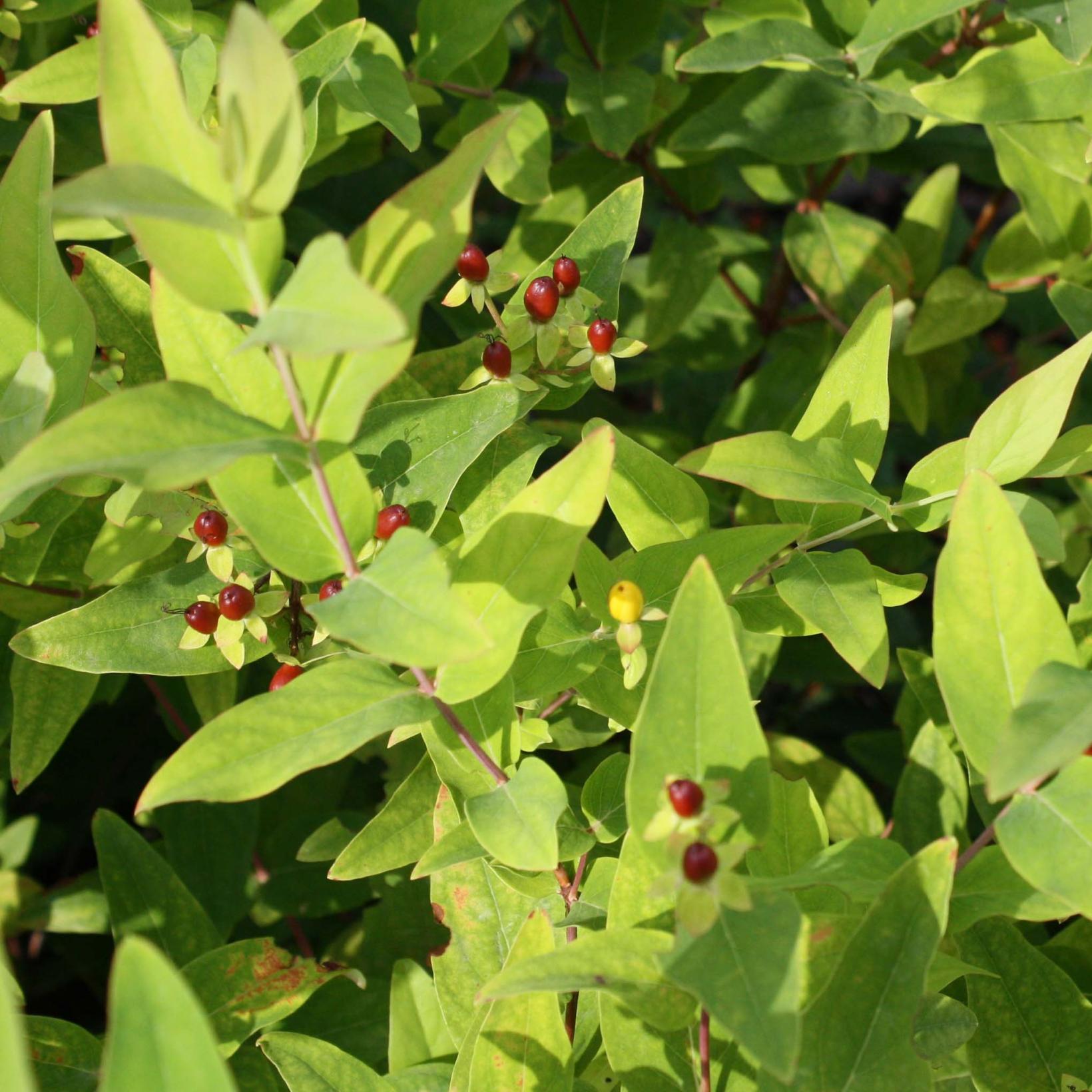Hypericum inodorum Elstead - Millepertuis arbustif à gros fruits rouges