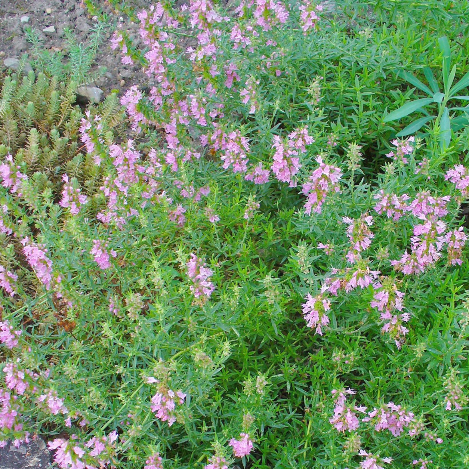 Hysope officinale rose - Hyssopus officinalis f. roseus - Fleurs rose clair