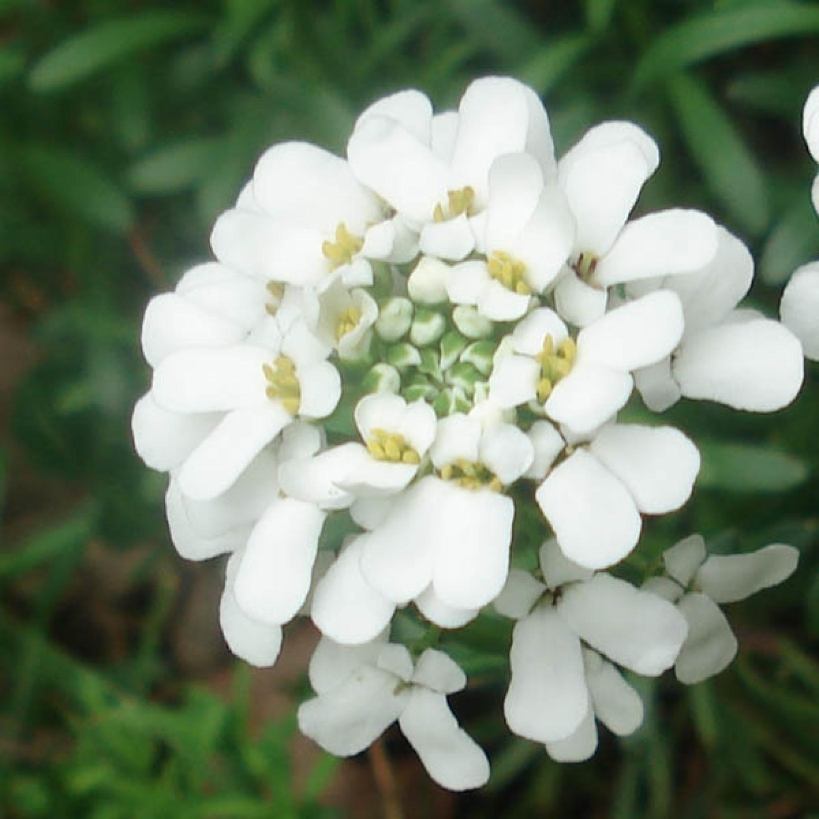 Iberis sempervirens Snowflake - Corbeille d'argent - Thalspi