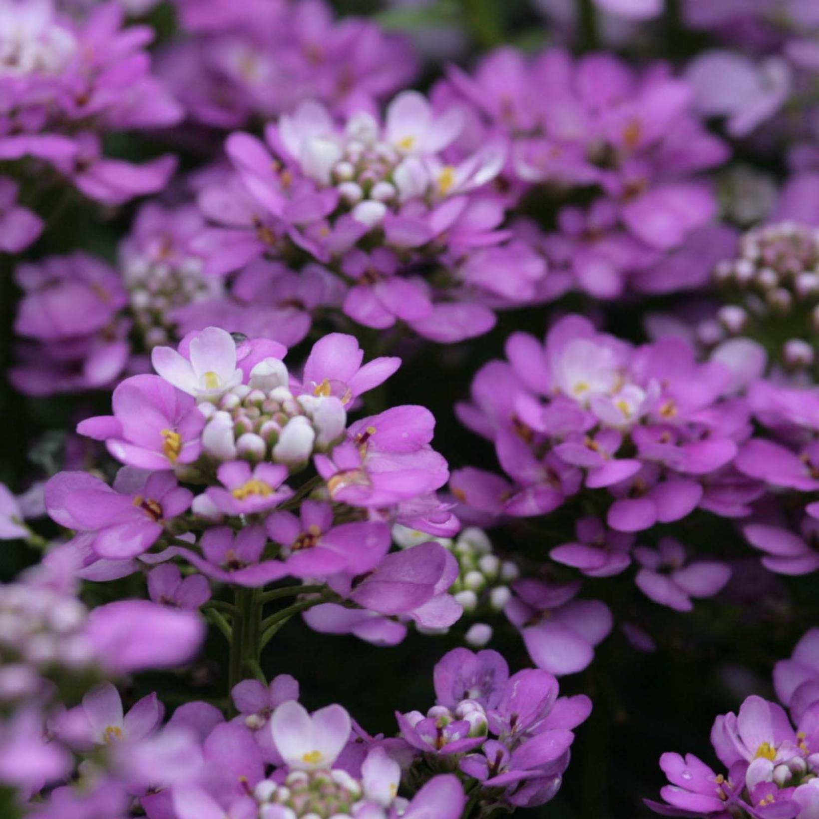 Iberis sempervirens Absolutely Amethyst - Corbeille d'argent - Thlaspi ...