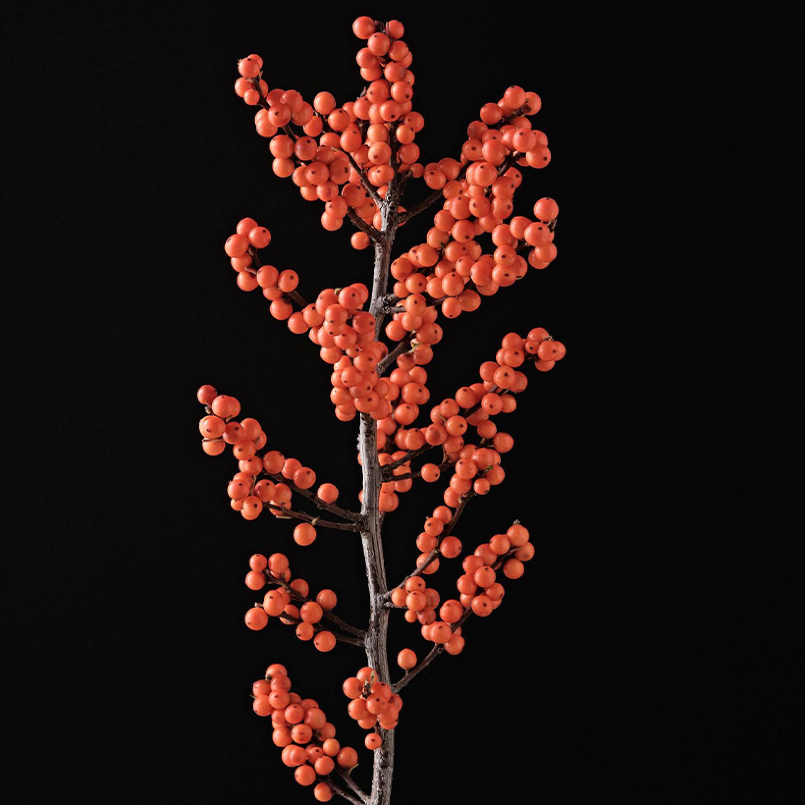 Ilex verticillata Magical Daydream - Houx verticillé femelle - De ...