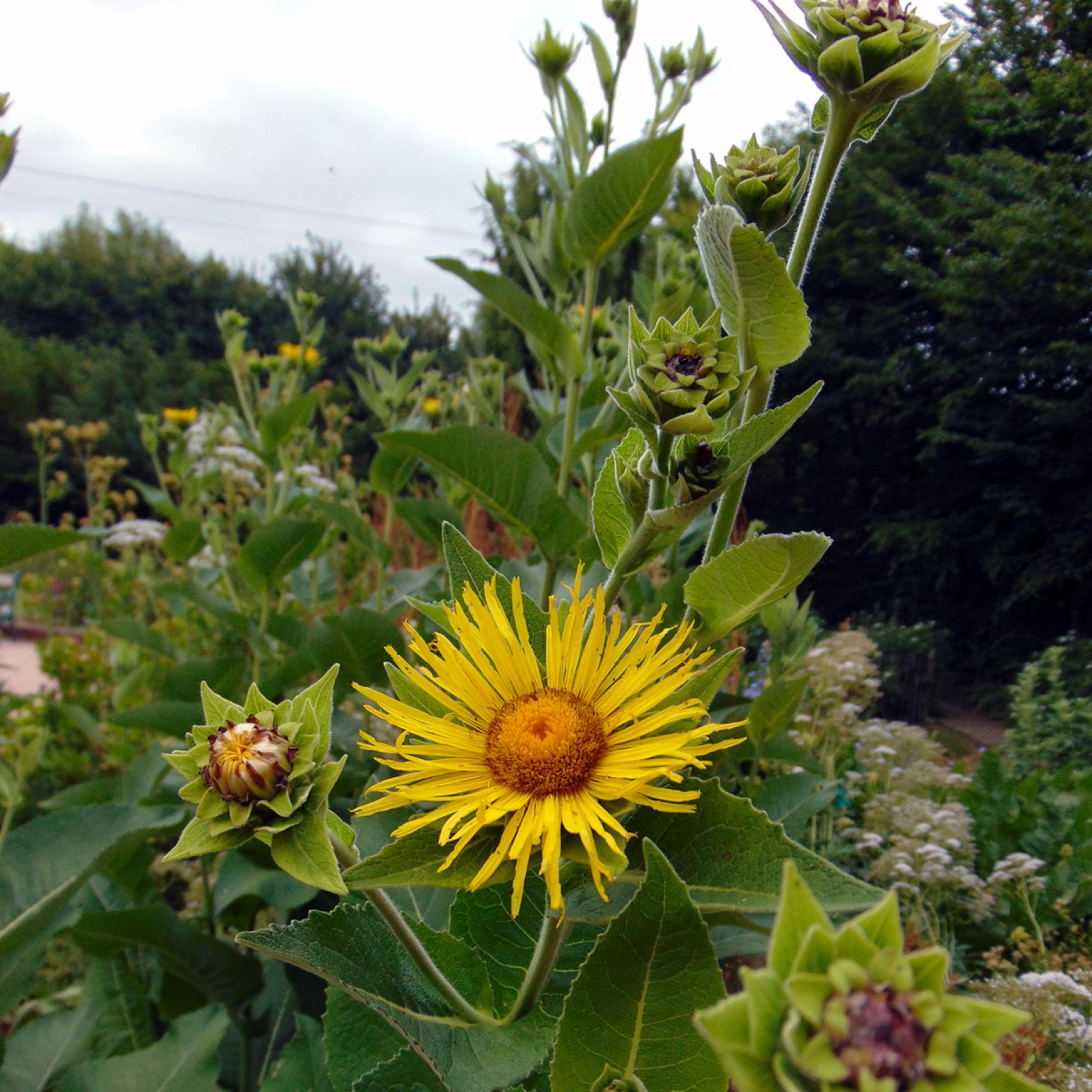 Inula helenium - Grande Aunée - Vivace à grande feuilles et fleurs jaunes