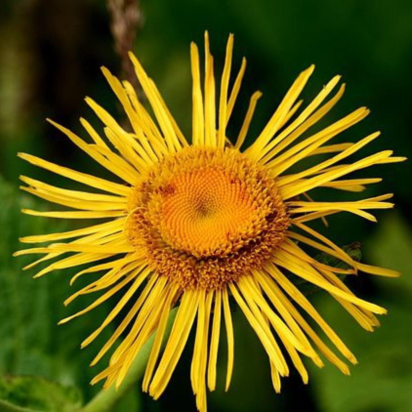 Inula orientalis ou glandulosa - Aunée - Vivace à grandes fleurs de ...