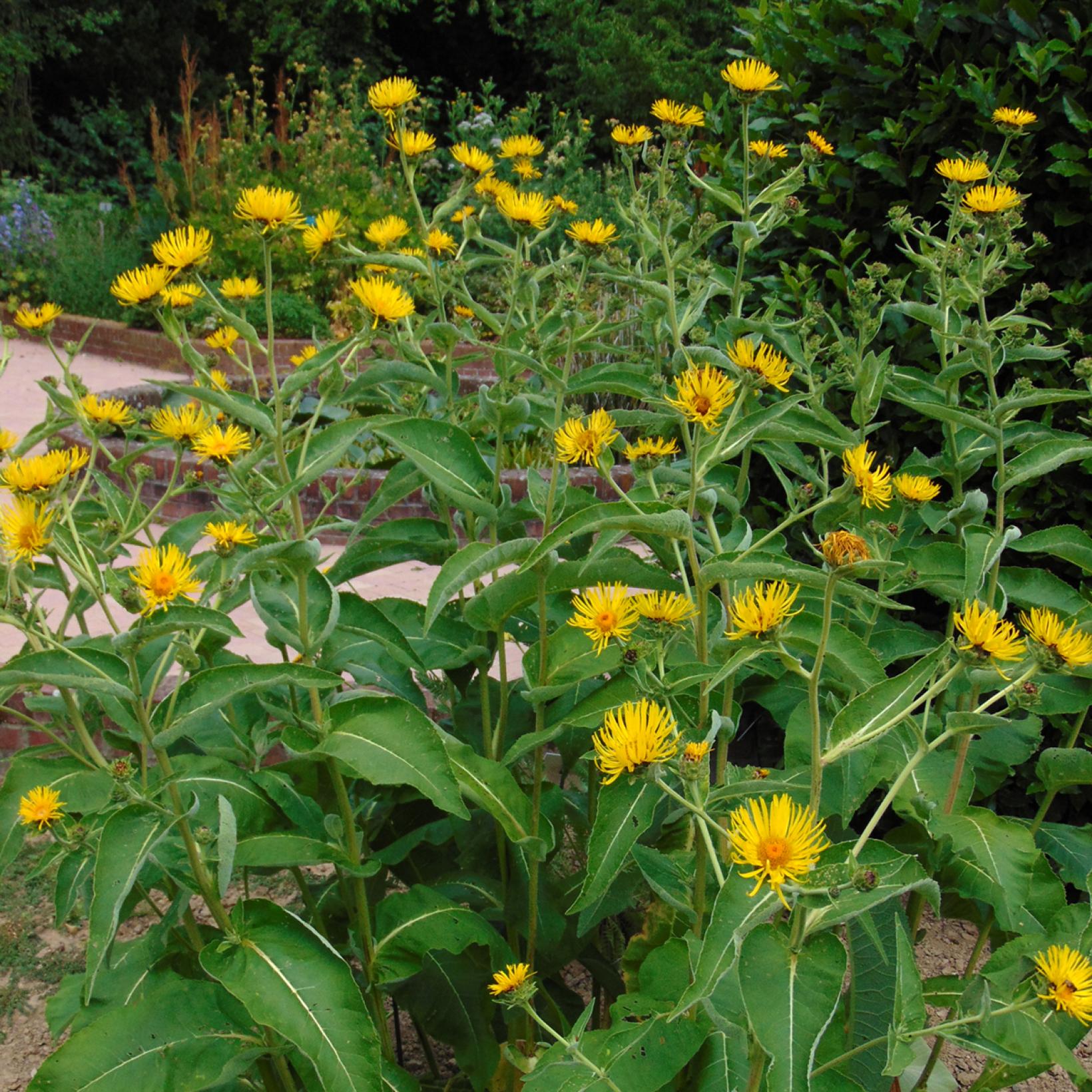 Inula orientalis ou glandulosa - Aunée - Vivace à grandes fleurs de ...
