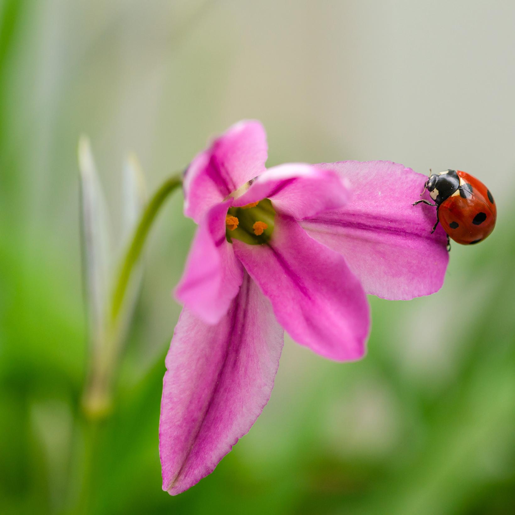 Ipheion uniflorum Charlotte Bishop - Etoile de printemps - Bulbe