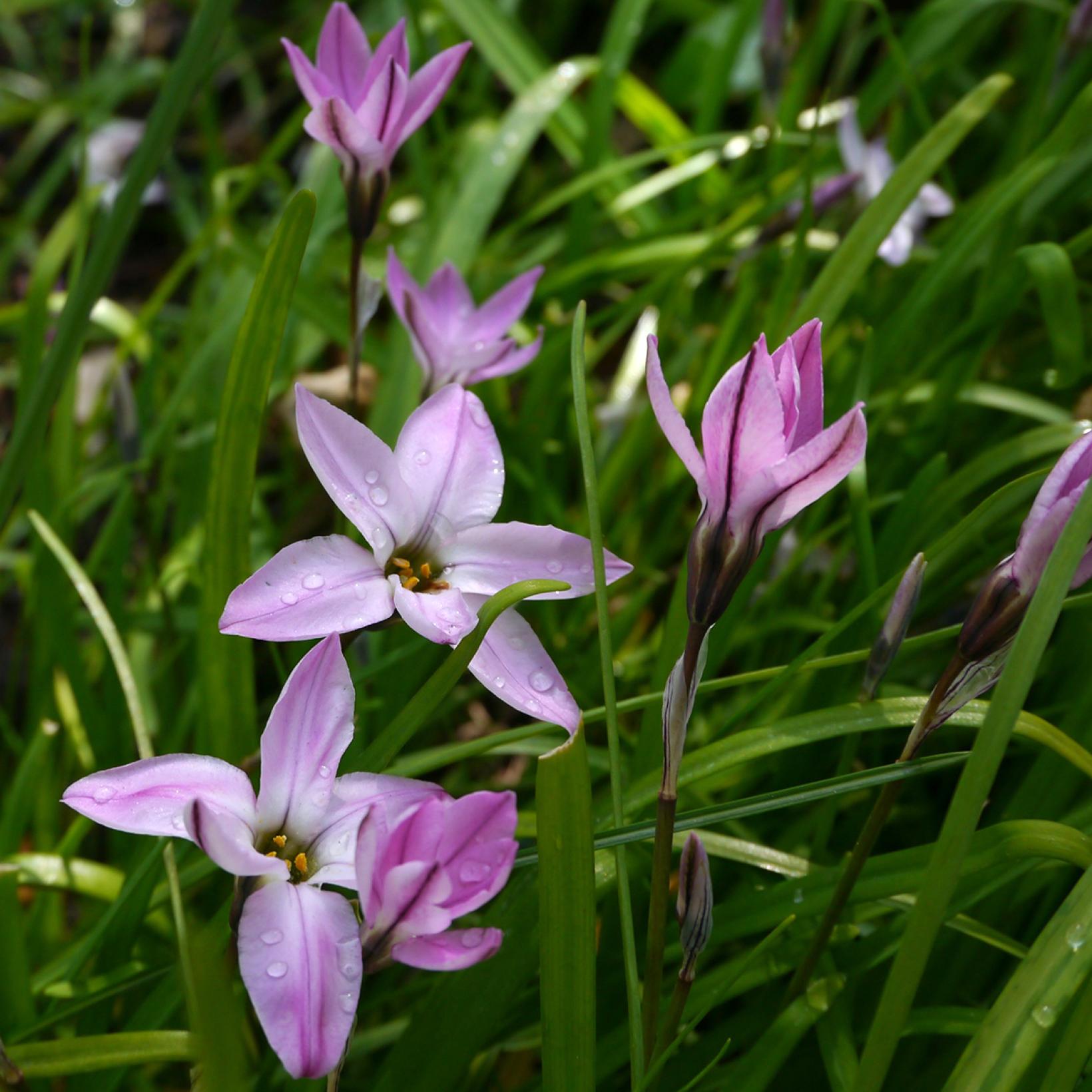 Ipheion uniflorum Charlotte Bishop - Etoile de printemps - Bulbe