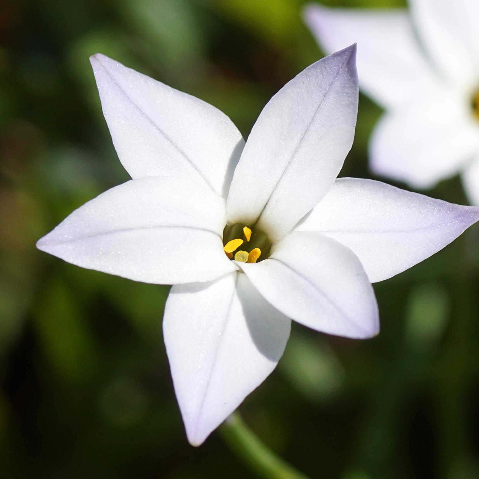 Ipheion uniflorum White Star - Etoile de printemps - un bulbe ...