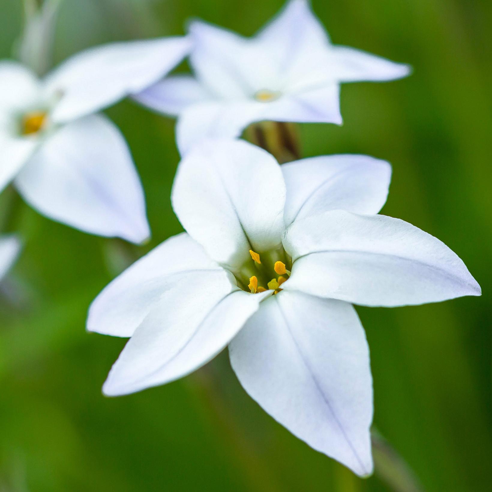 Ipheion uniflorum White Star - Etoile de printemps - un bulbe ...