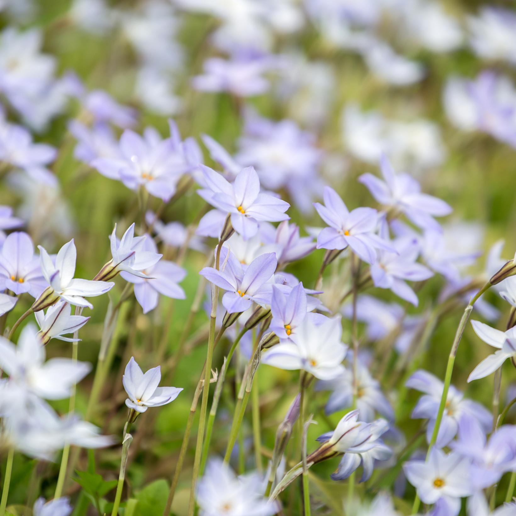 Ipheion uniflorum - Étoile de printemps - Bulbe