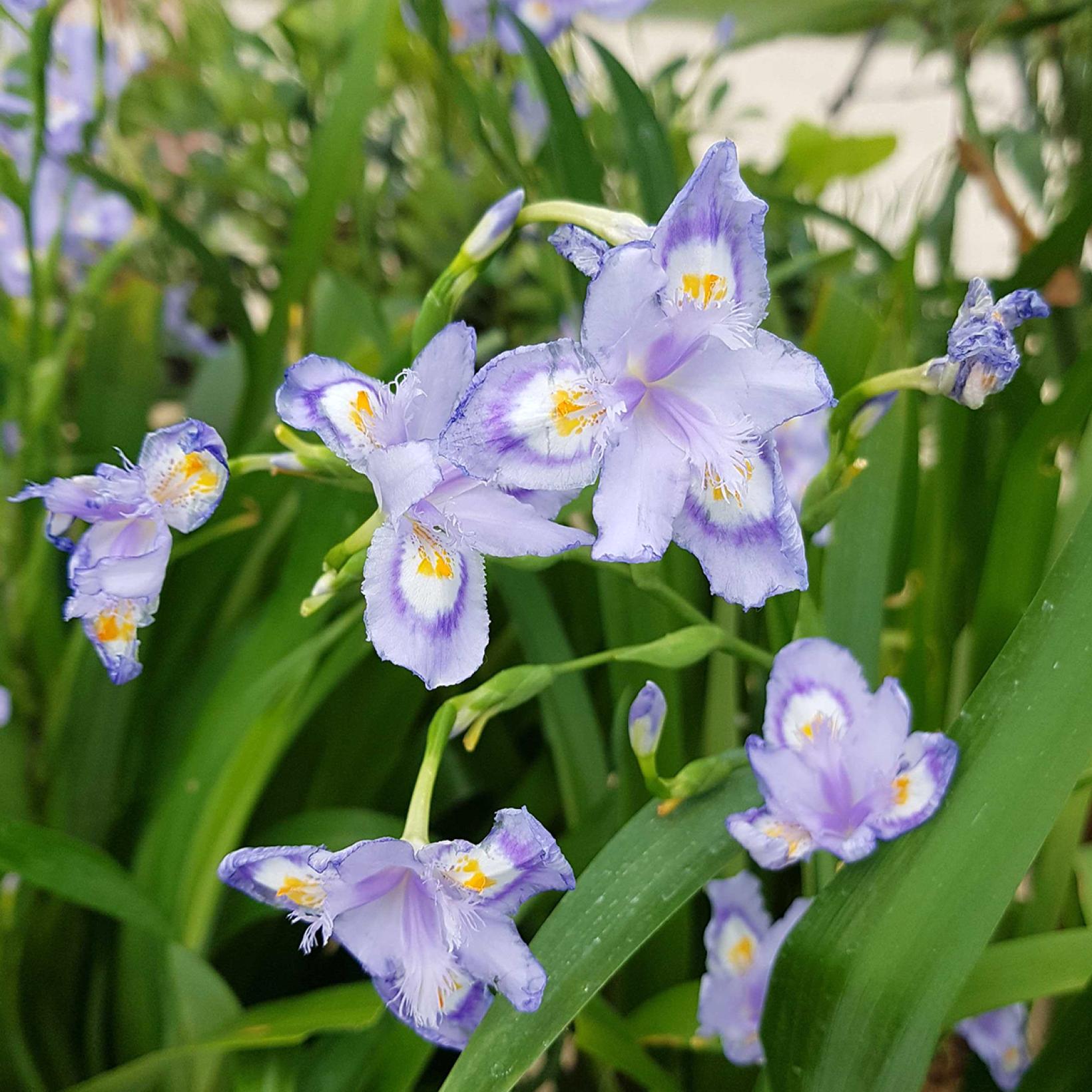 Iris confusa Martyn Rix - Iris bambou à fleurs bleu-mauve