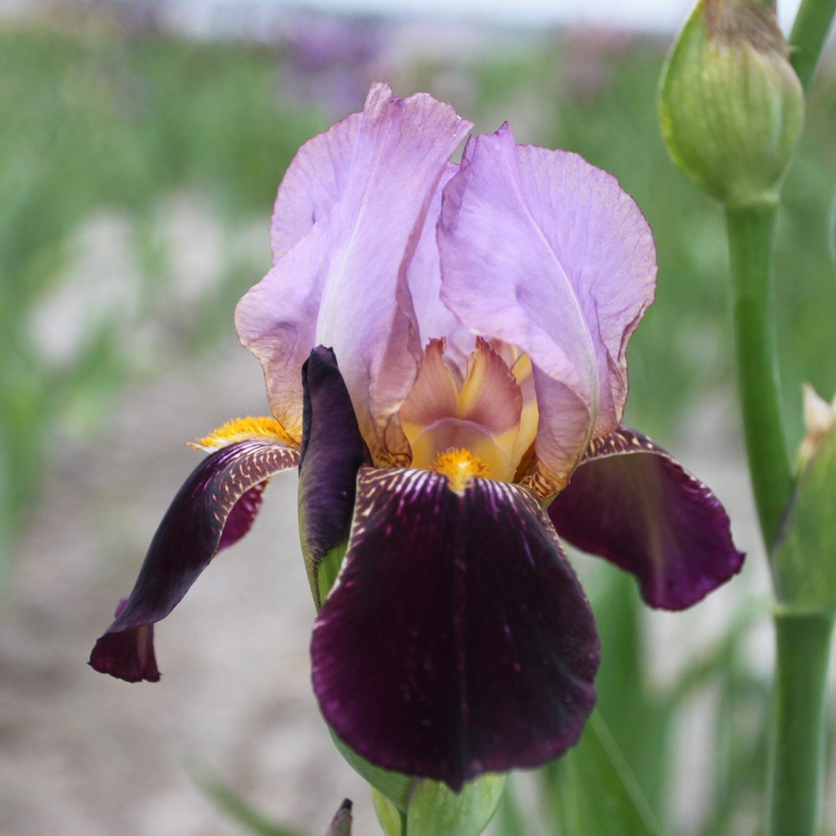 Iris germanica Bruno - Iris des jardins historique bicolore lavande bronze et pourpre foncé
