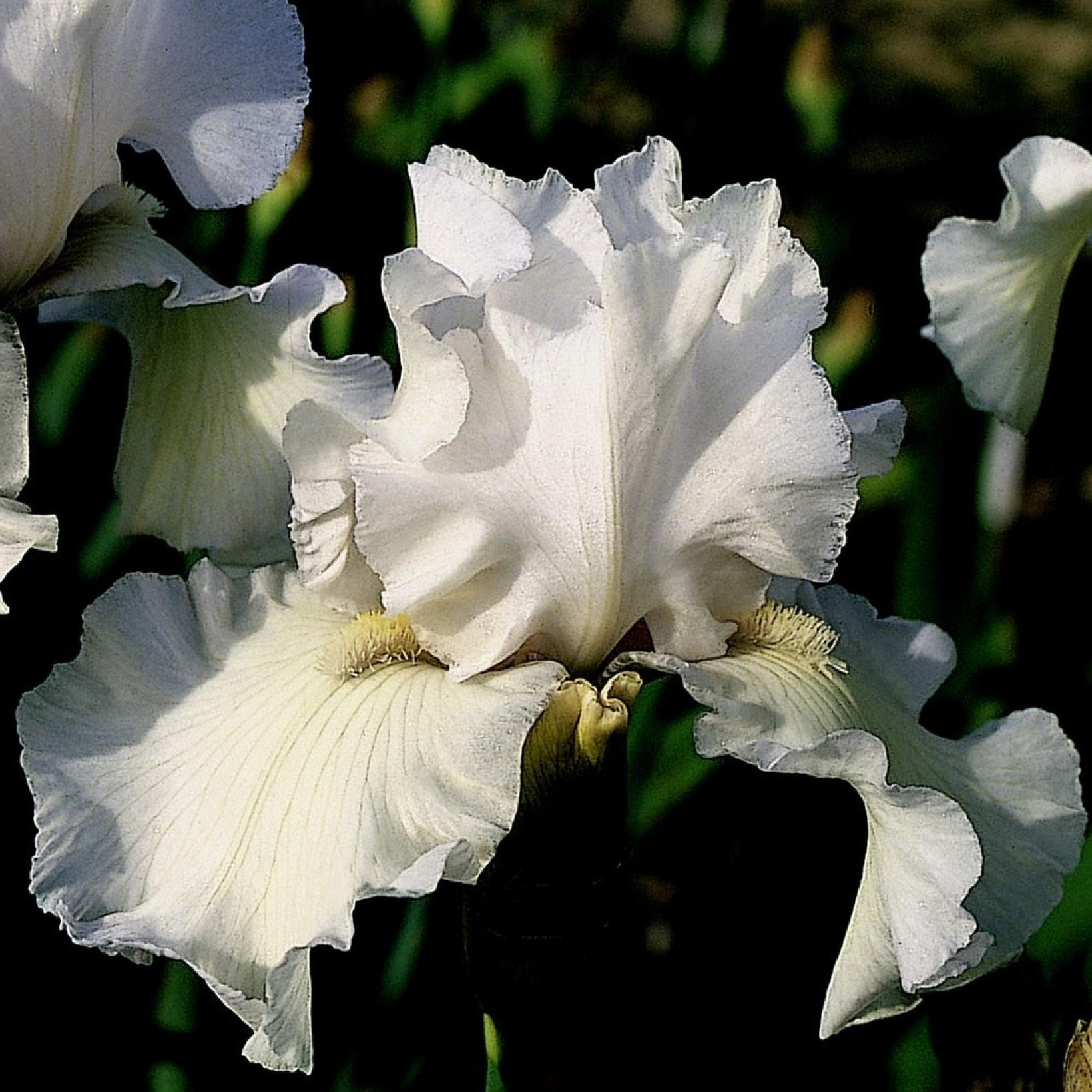 Iris germanica Frison-Roche - Grand Iris des Jardins majestueux, blanc pur