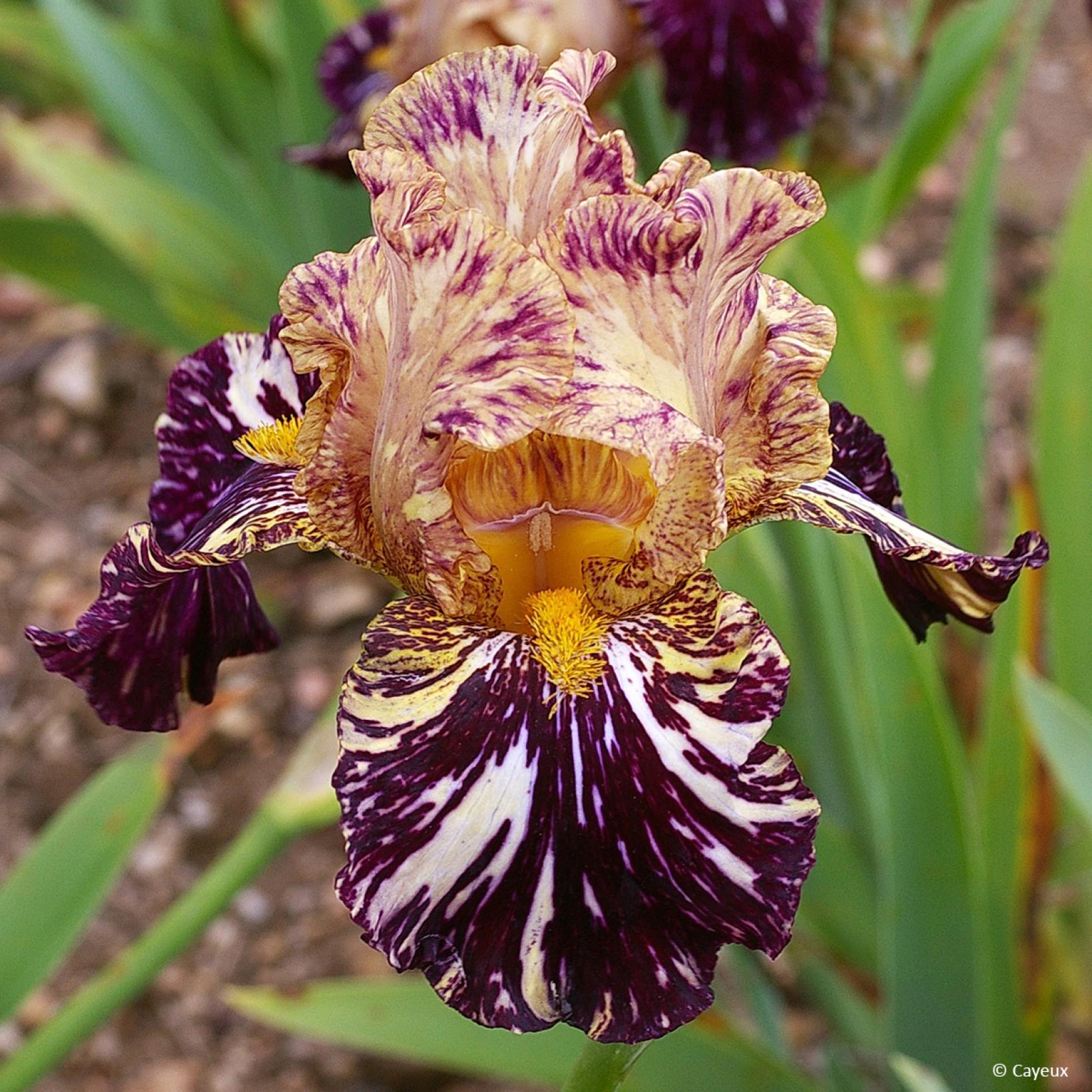 Iris Grape Snakez - Iris des Jardins broken colors strié de pourpre
