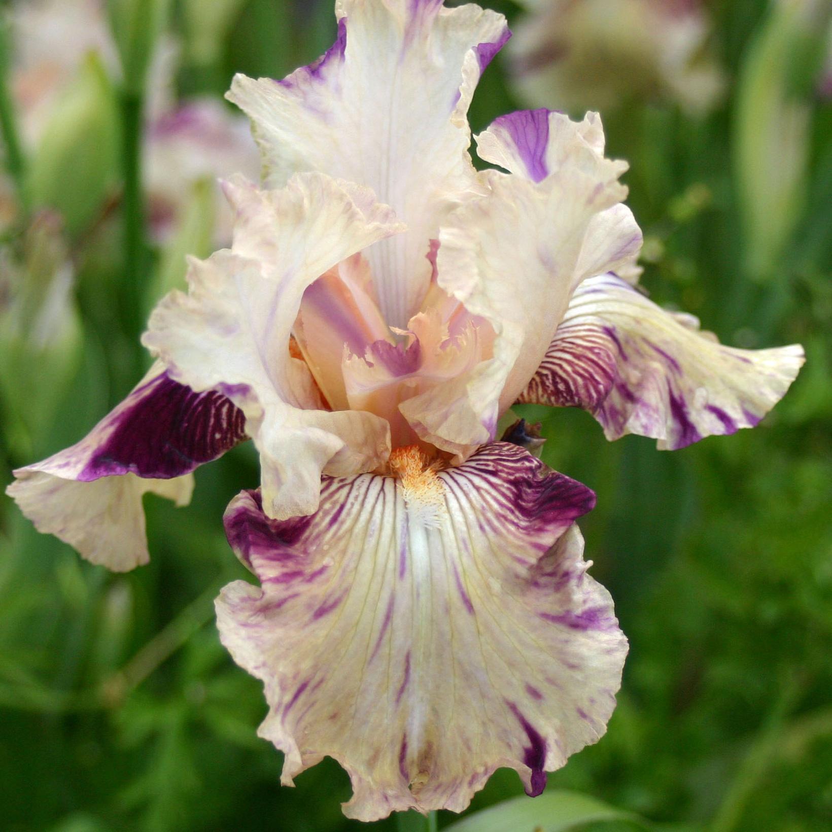 Iris Raspberry Silk - Iris de bordure zébré de rose, de rose framboise ...