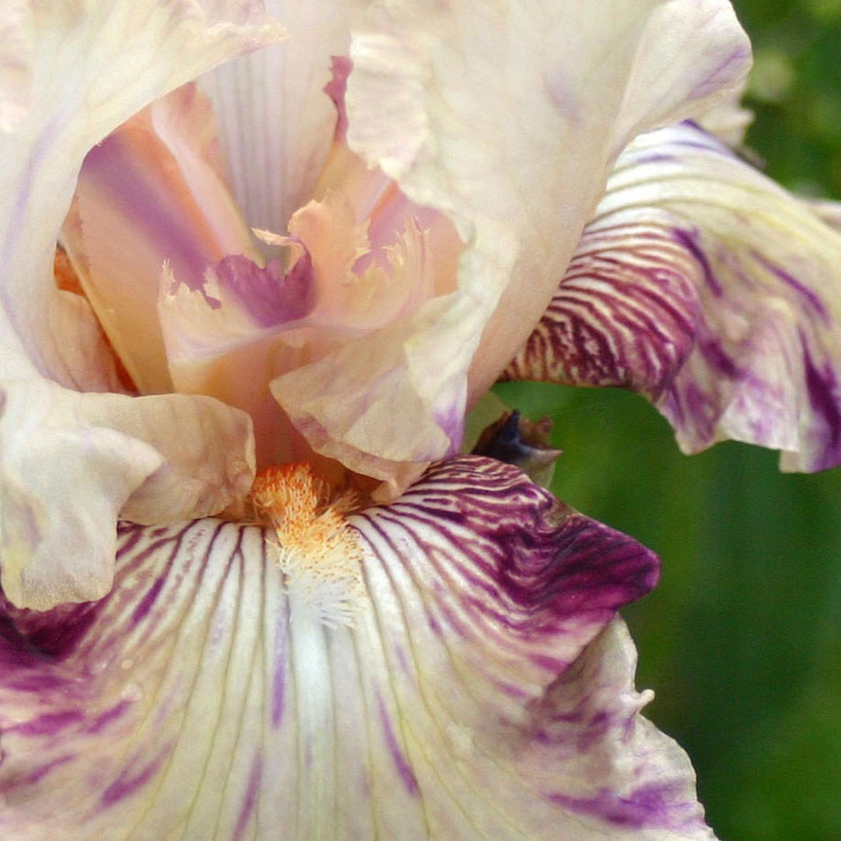 Iris Raspberry Silk - Iris de bordure zébré de rose, de rose framboise ...