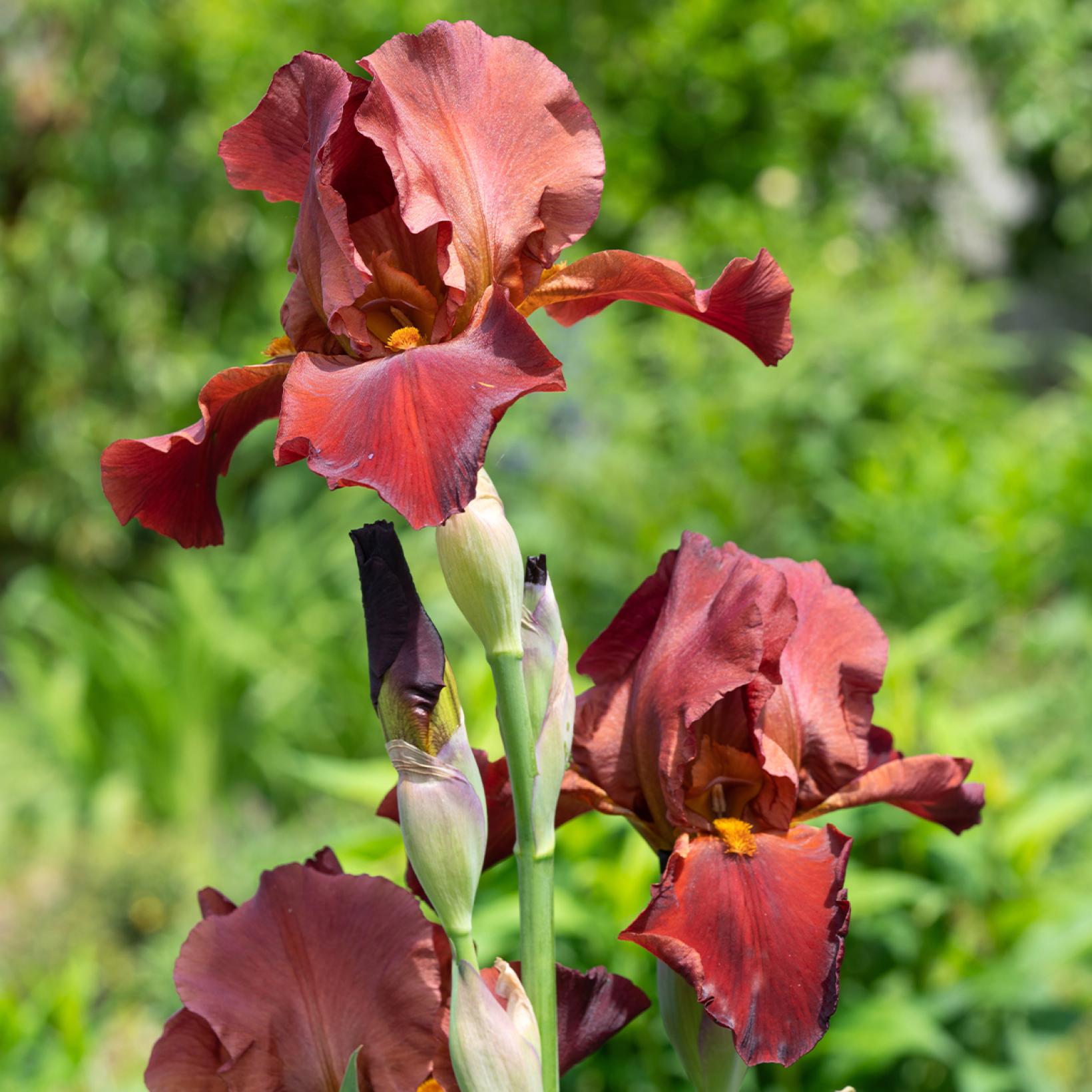 Iris germanica Sultan's Palace - Iris des Jardins brun-rouge