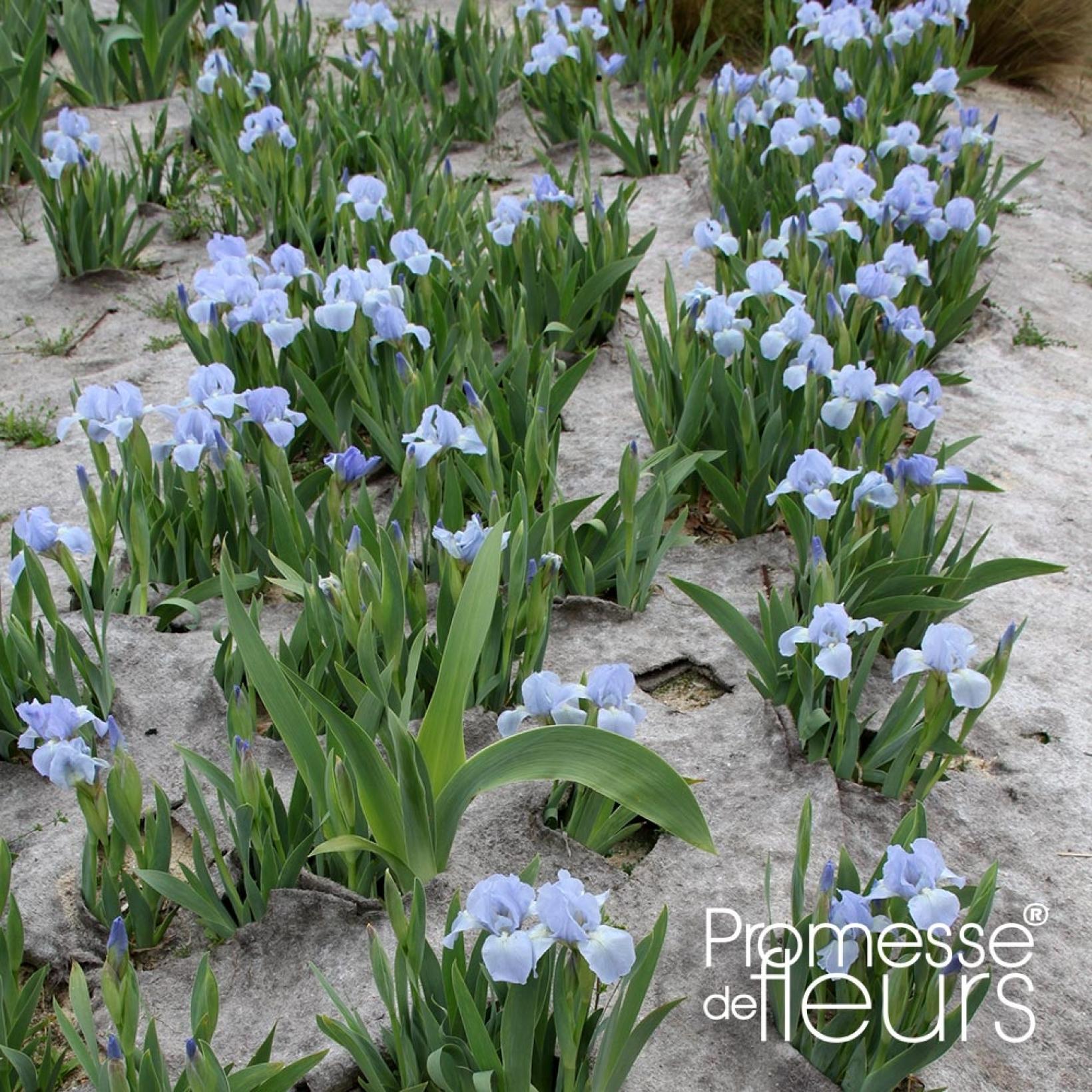 Iris pumila Blue Denim - Lilliput - Iris des Jardins bleu clair, nain