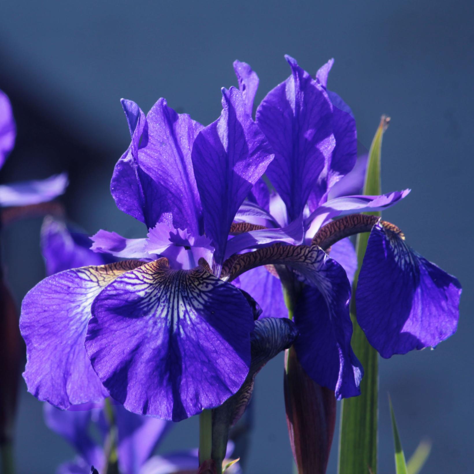 L'Iris sibirica Blue King, de grandes fleurs bleu violet très pur.