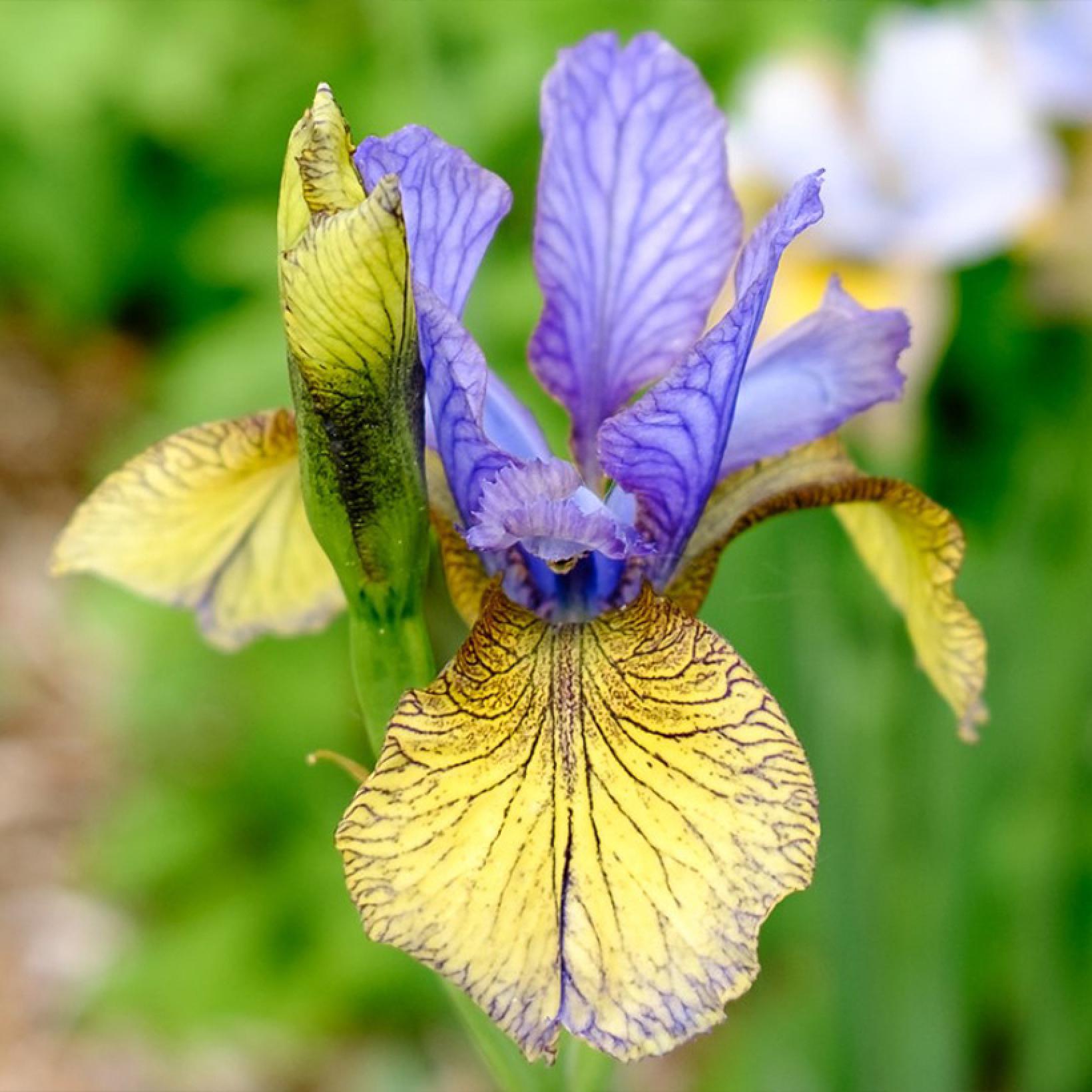 Iris sibirica Tipped in Blue - Variété bicolore jaune doux et bleu lavande