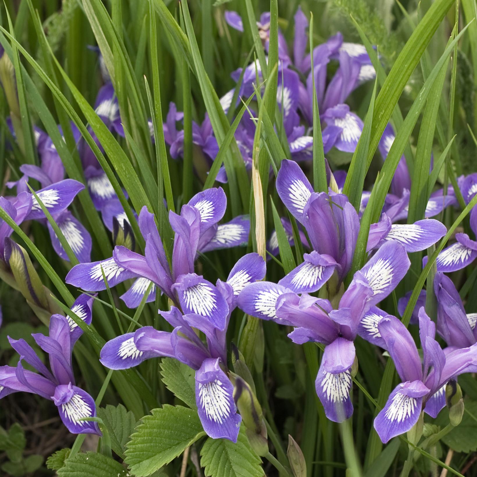 Iris versicolor - Iris versicolore - Grand iris de zones humides, aux ...