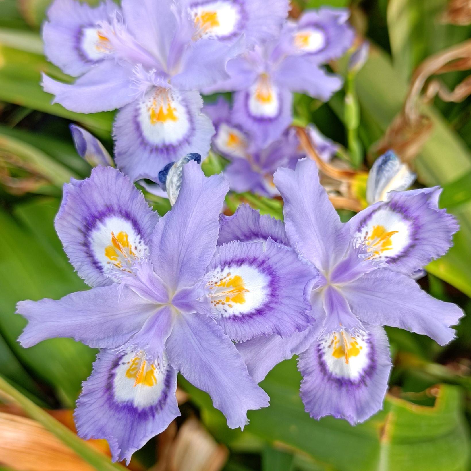 Iris confusa Martyn Rix - Iris bambou à fleurs bleu-mauve
