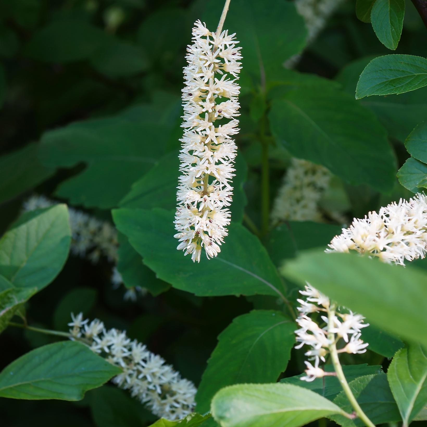 Itea virginica Love Child - Arbuste compact à jolie floraison estivale ...