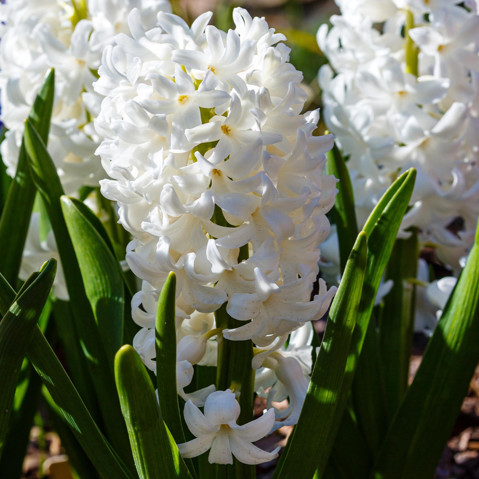 Jacinthe Carnegie - Hyacinthus orientalis - Bulbeuse rustique à fleurs ...
