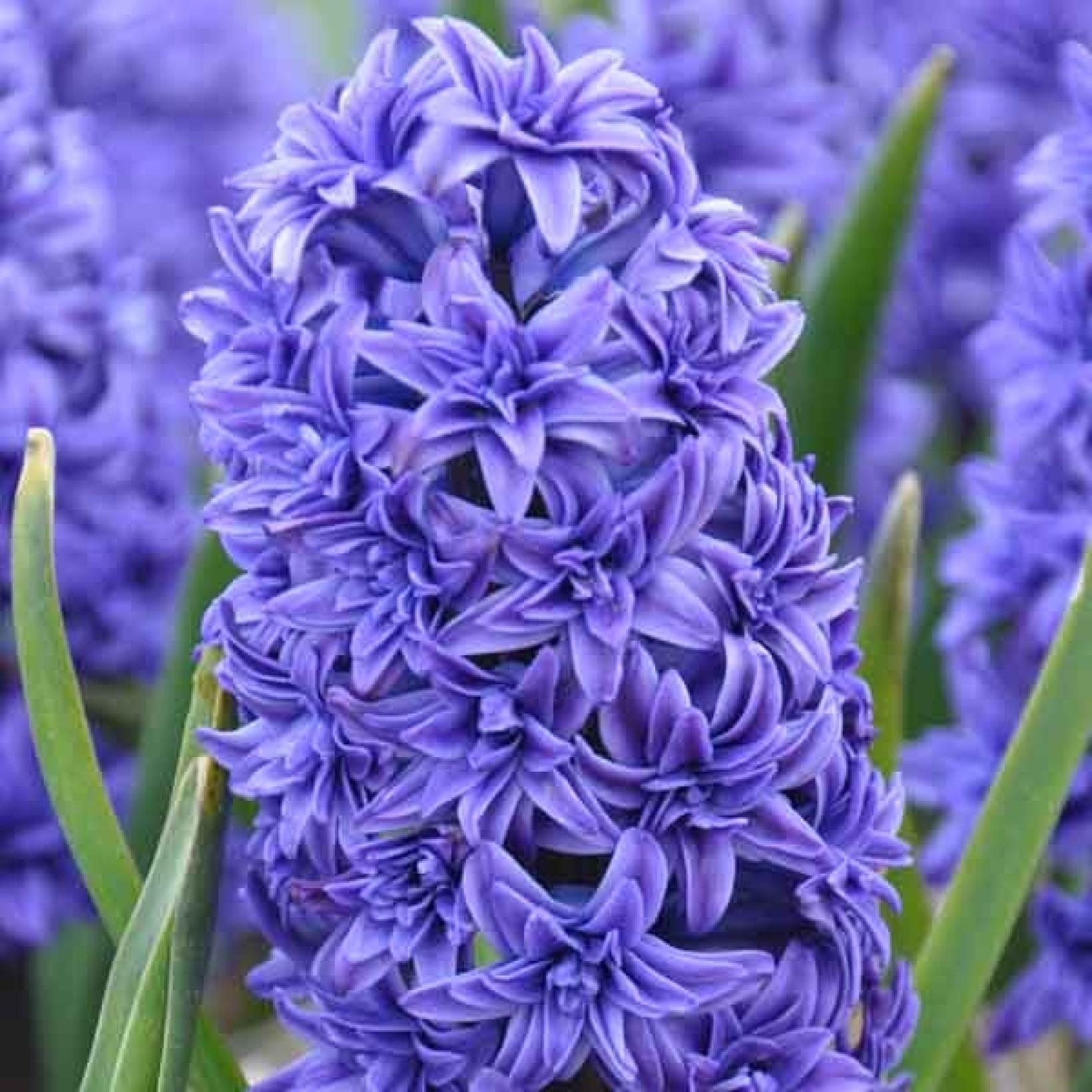 Jacinthe Crystal Palace - Hyacinthus orientalis - Des grappes de fleurs ...