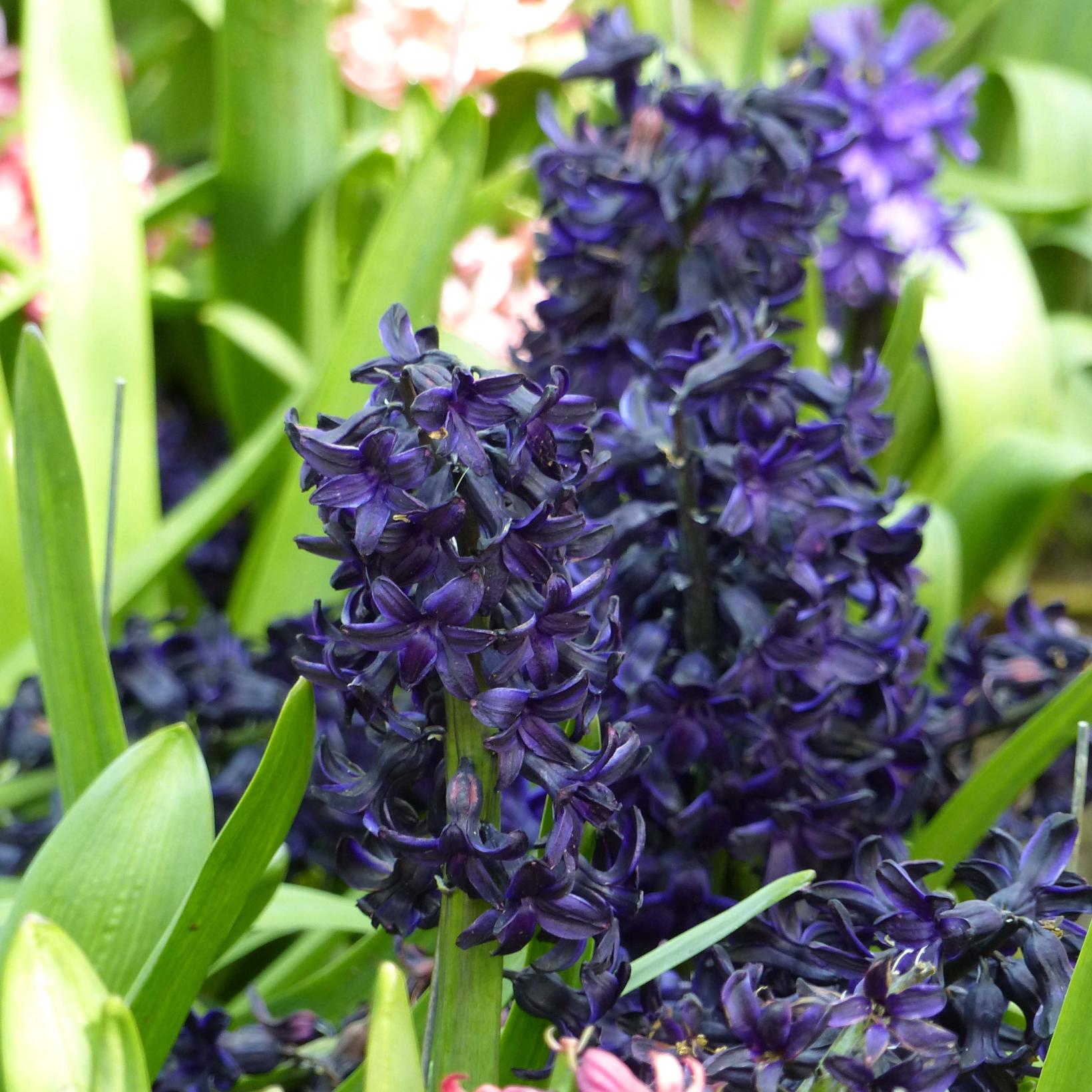 Jacinthe Dark Dimension - Hyacinthus orientalis - Bulbe à fleurs ...