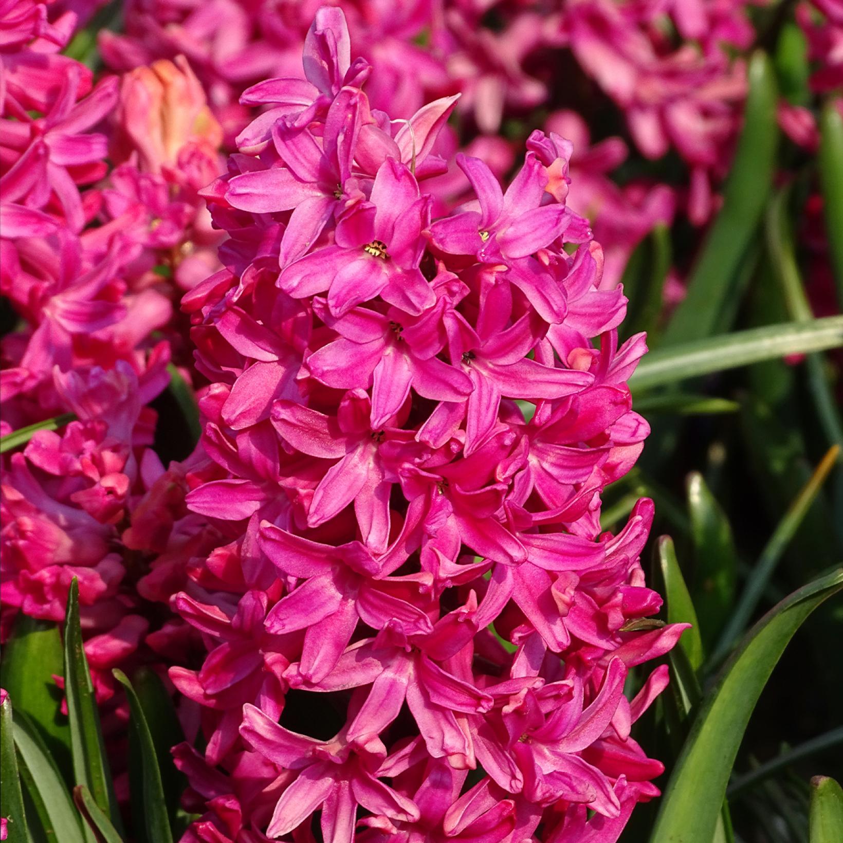 Jacinthe Jan Bos - Hyacinthus (x) orientalis - Variété précoce, très ...