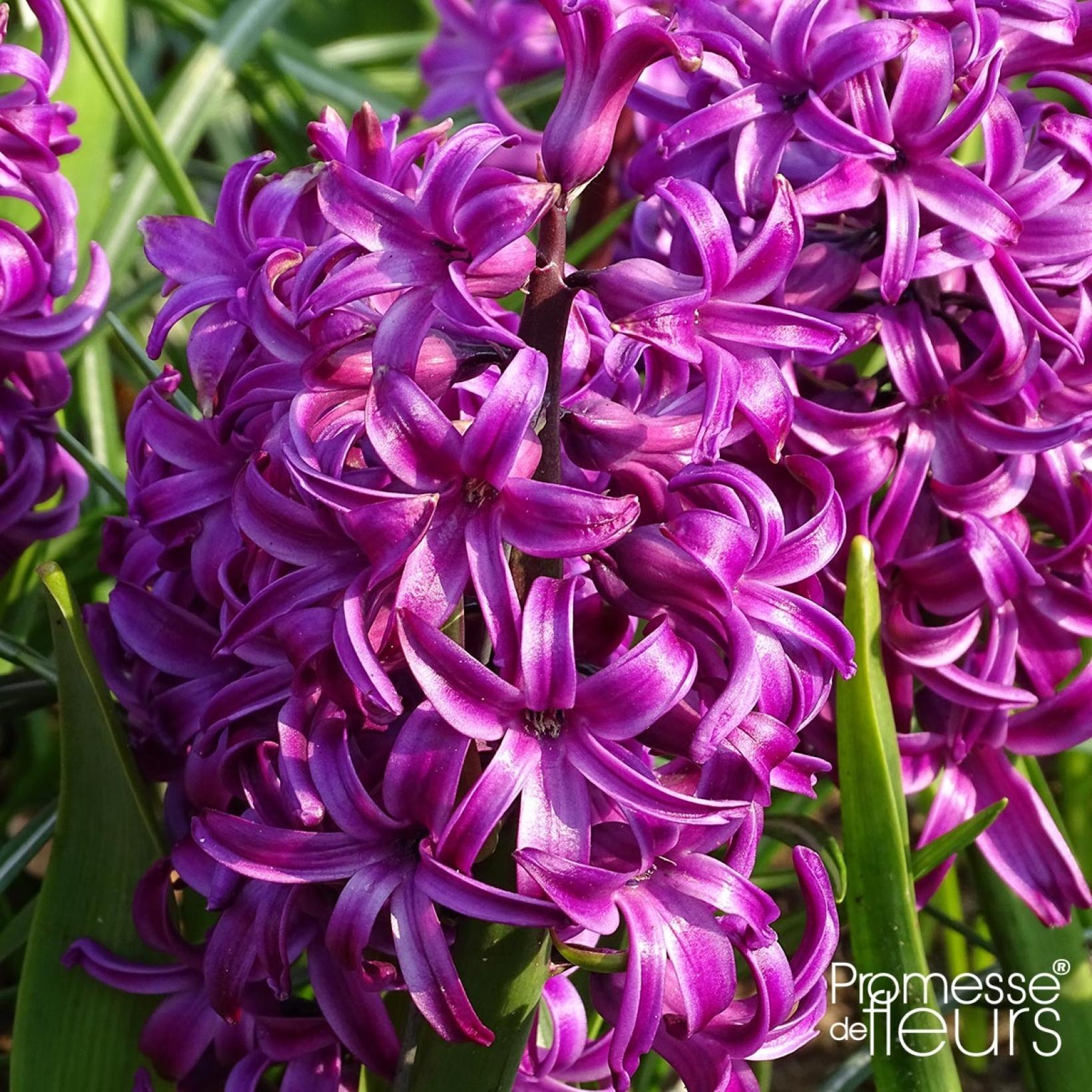 Jacinthe Purple Sensation - Hyacinthus orientalis - Bulbe à fleurs ...