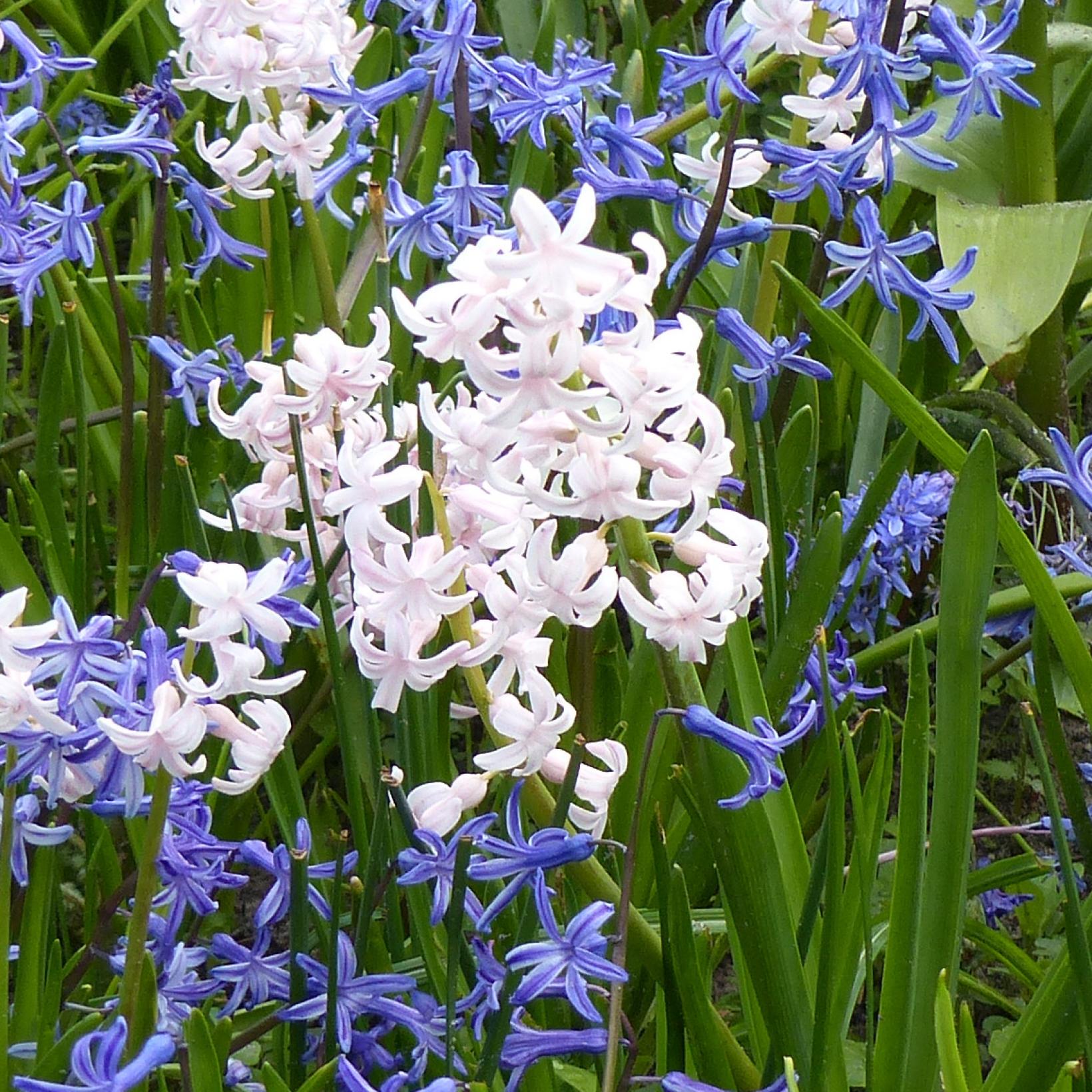 Jacinthe multiflore Blanche - Hyacinthus multiflora White - Elle donne ...
