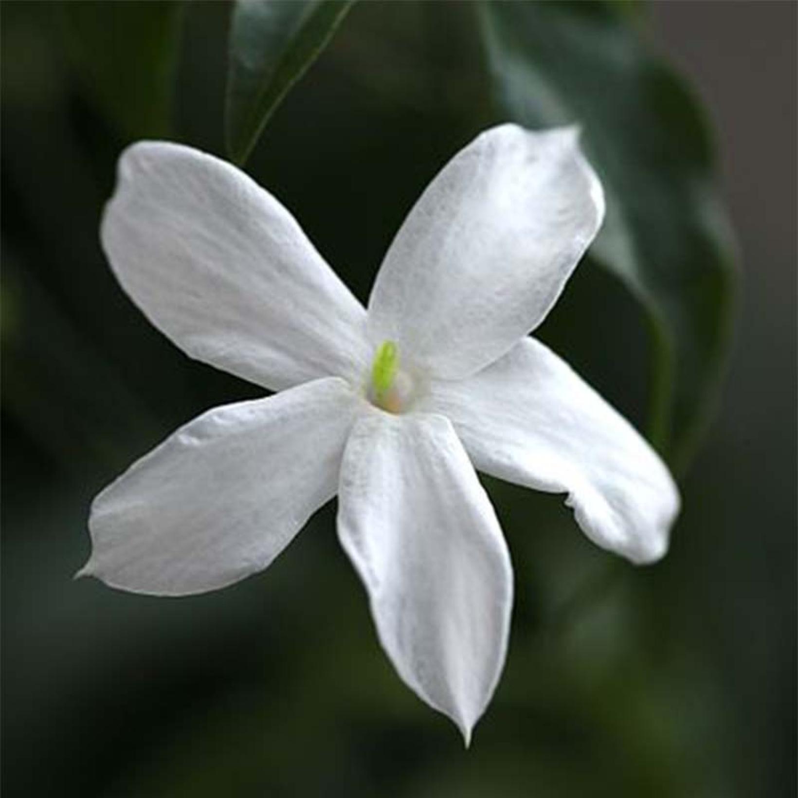 Jasminum officinale - Jasmin blanc, officinal – Caduque à fleurs blanches