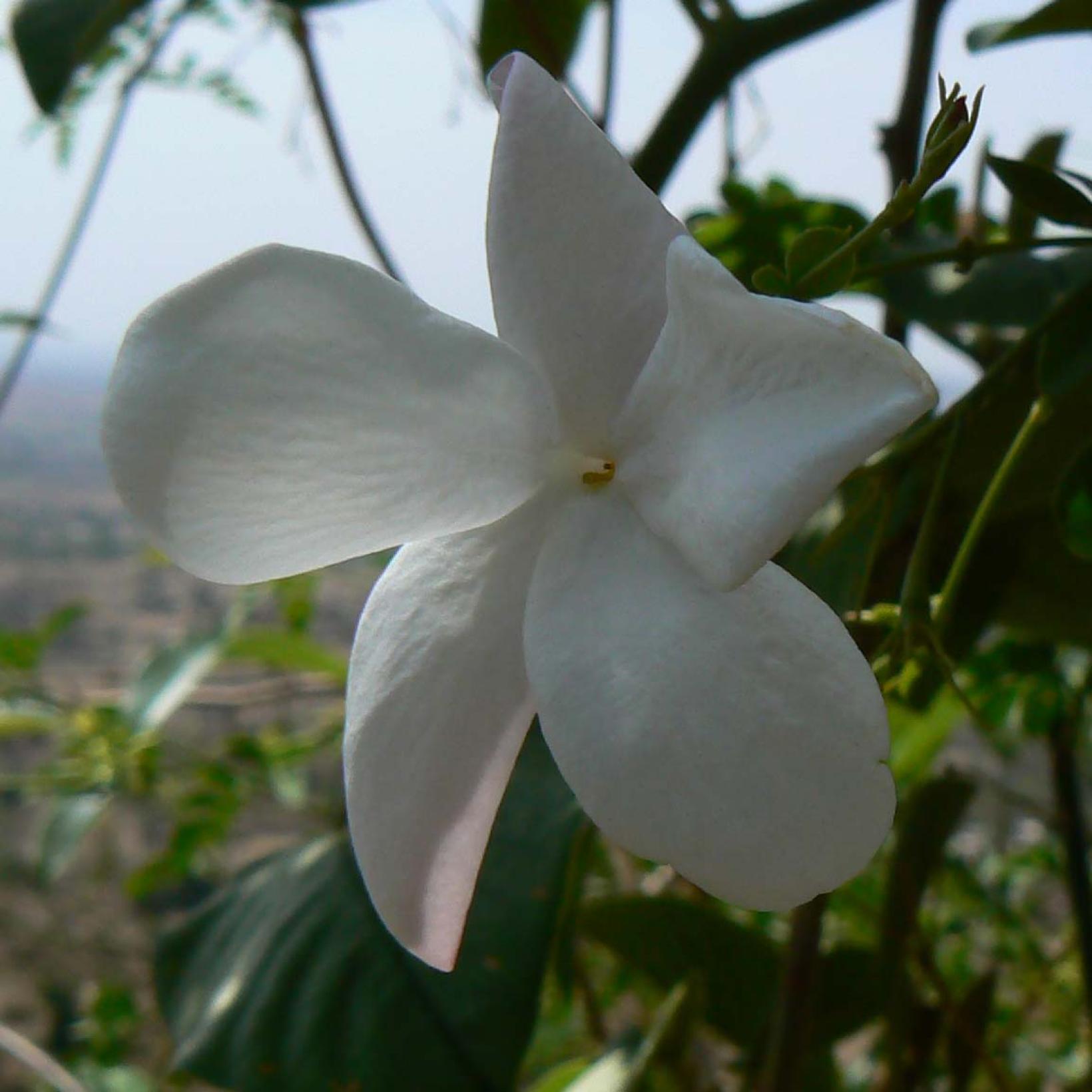 Jasminum officinale - Jasmin blanc, officinal – Caduque à fleurs blanches