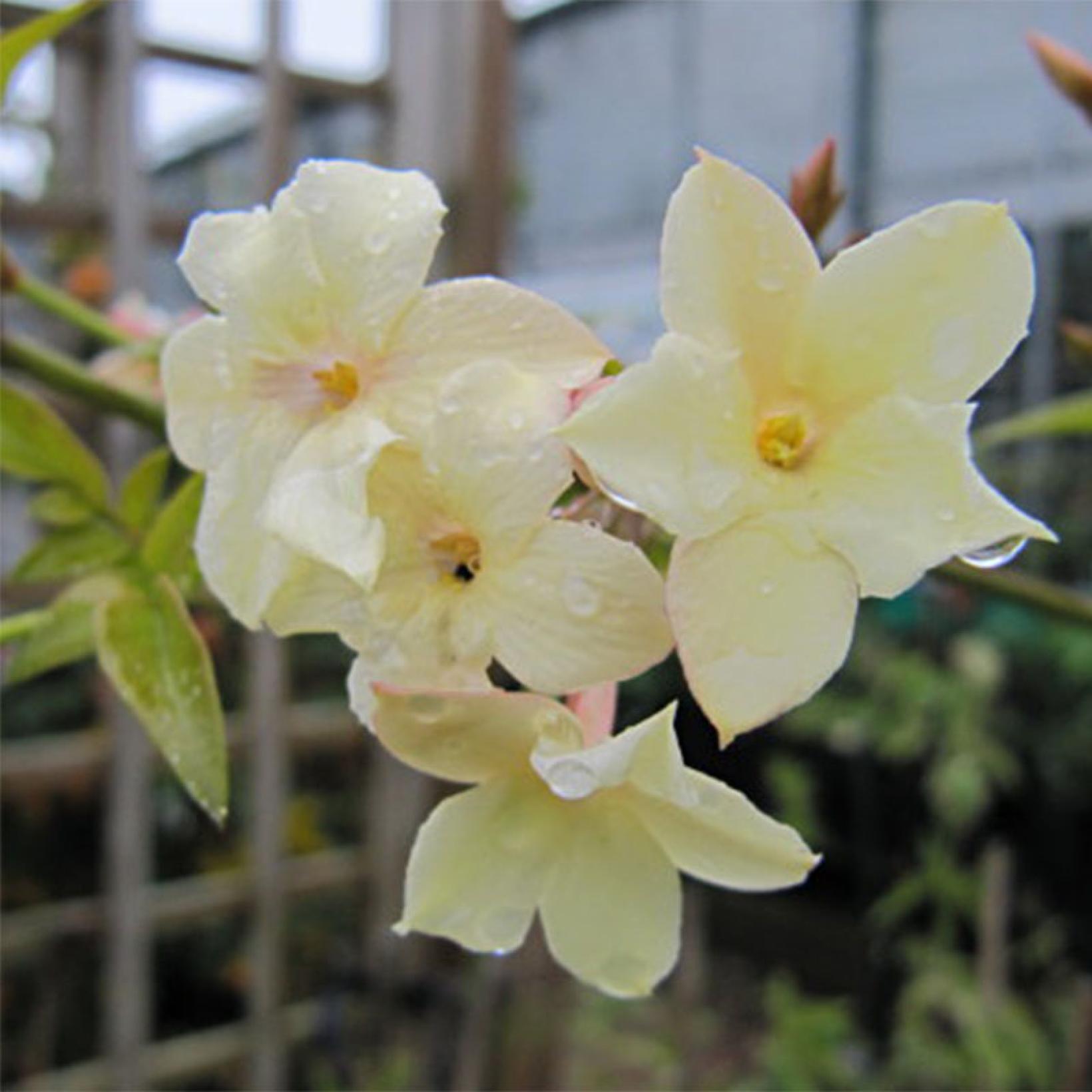 Jasminum officinale Clotted Cream - Jasmin blanc parfumé à grosses fleurs