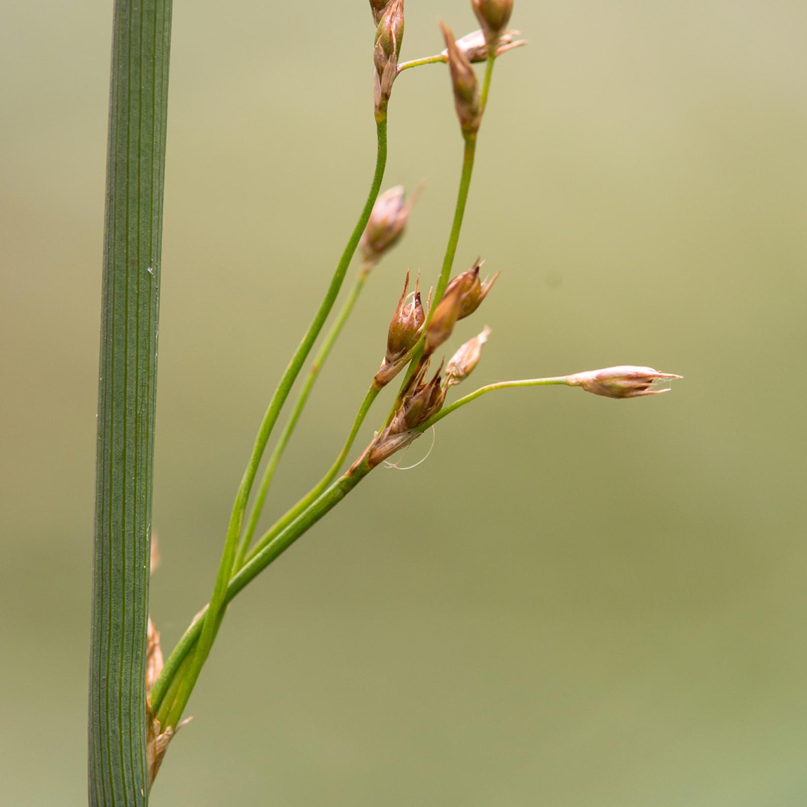 Juncus inflexus - Jonc glauque - Une vivace de berge ou sol humide