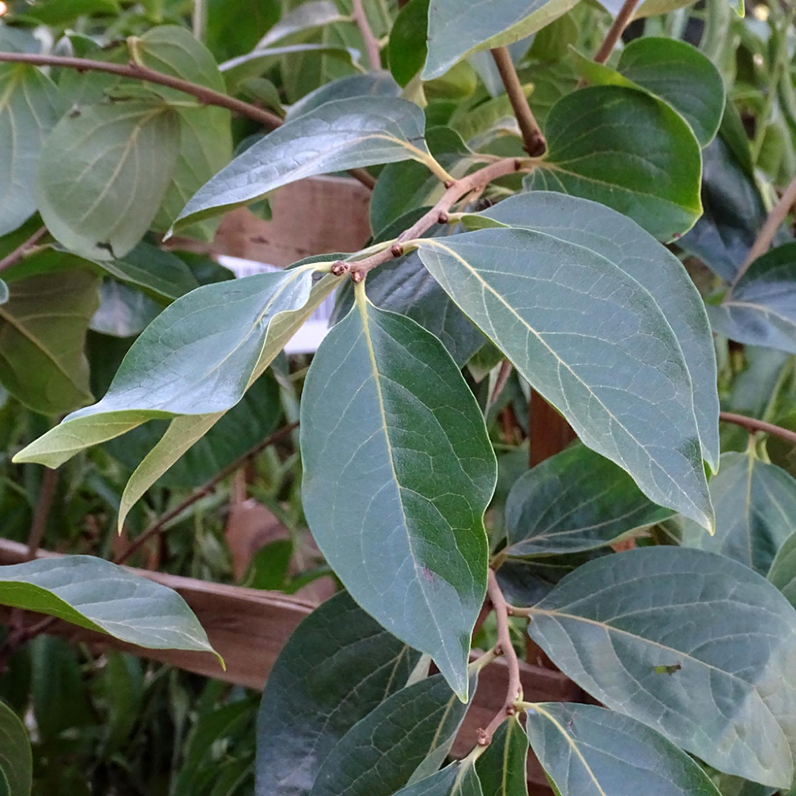 Diospyros kaki Muscat - Plaqueminier - Kaki de Chine à fruits orangés