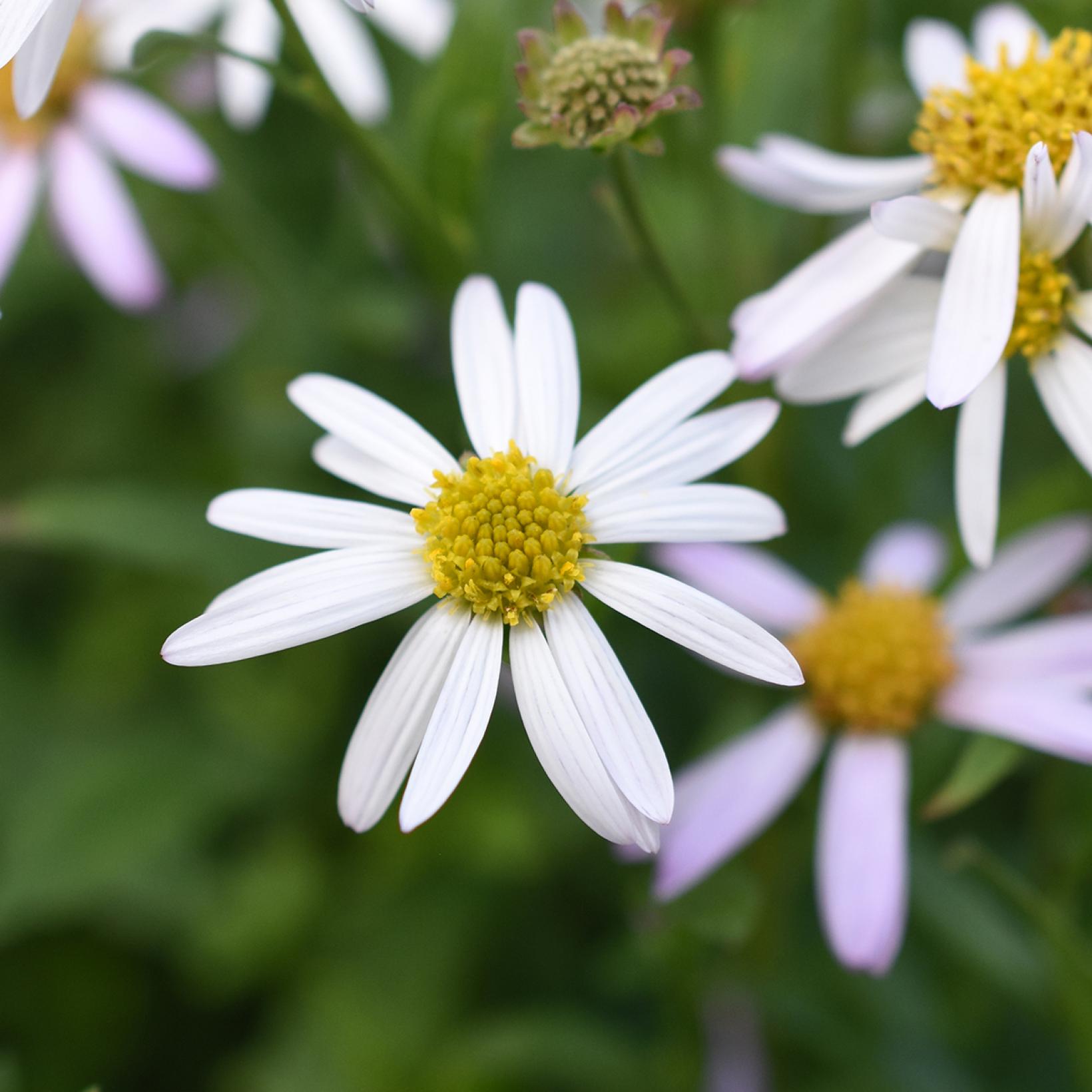 Kalimeris incisa Alba - Vivace d'été à fleurs blanches, proche de l'Aster