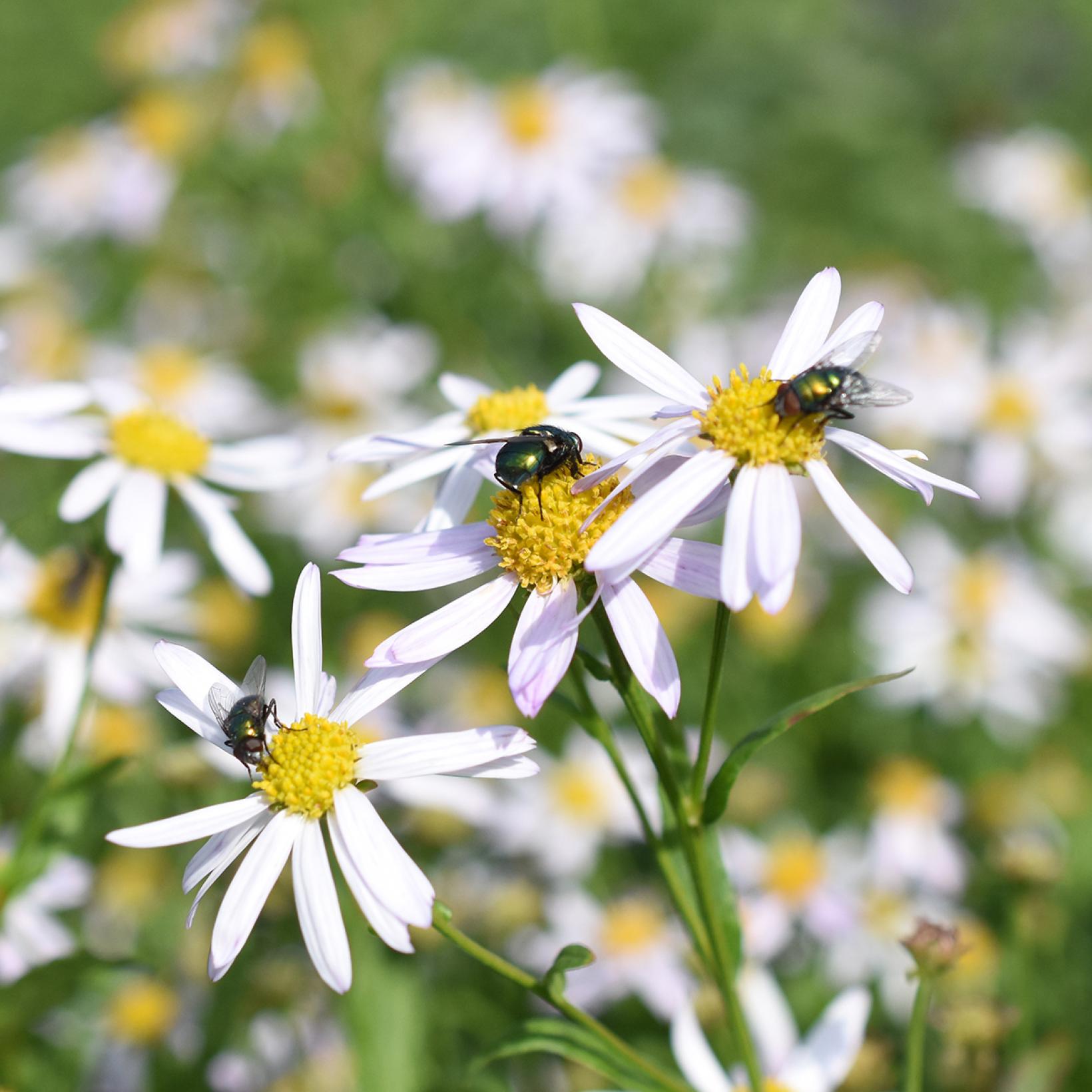 Kalimeris incisa Alba - Vivace d'été à fleurs blanches, proche de l'Aster