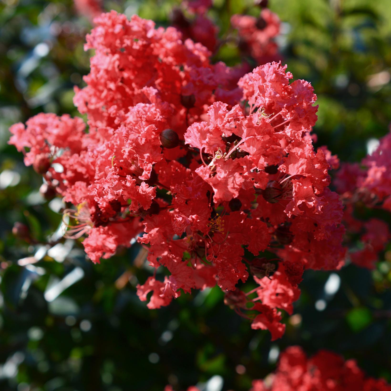 Lagerstroemia indica Double Feature - Lilas des Indes compact aux ...