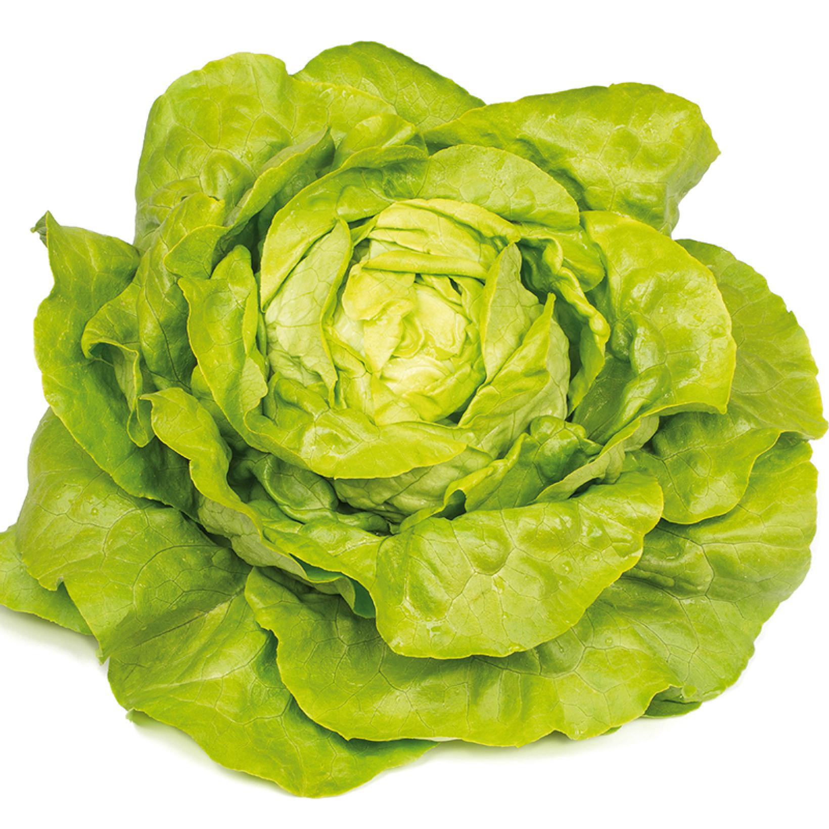 Laitue pommée blonde Gabino en plants Bio - Lactuca sativa