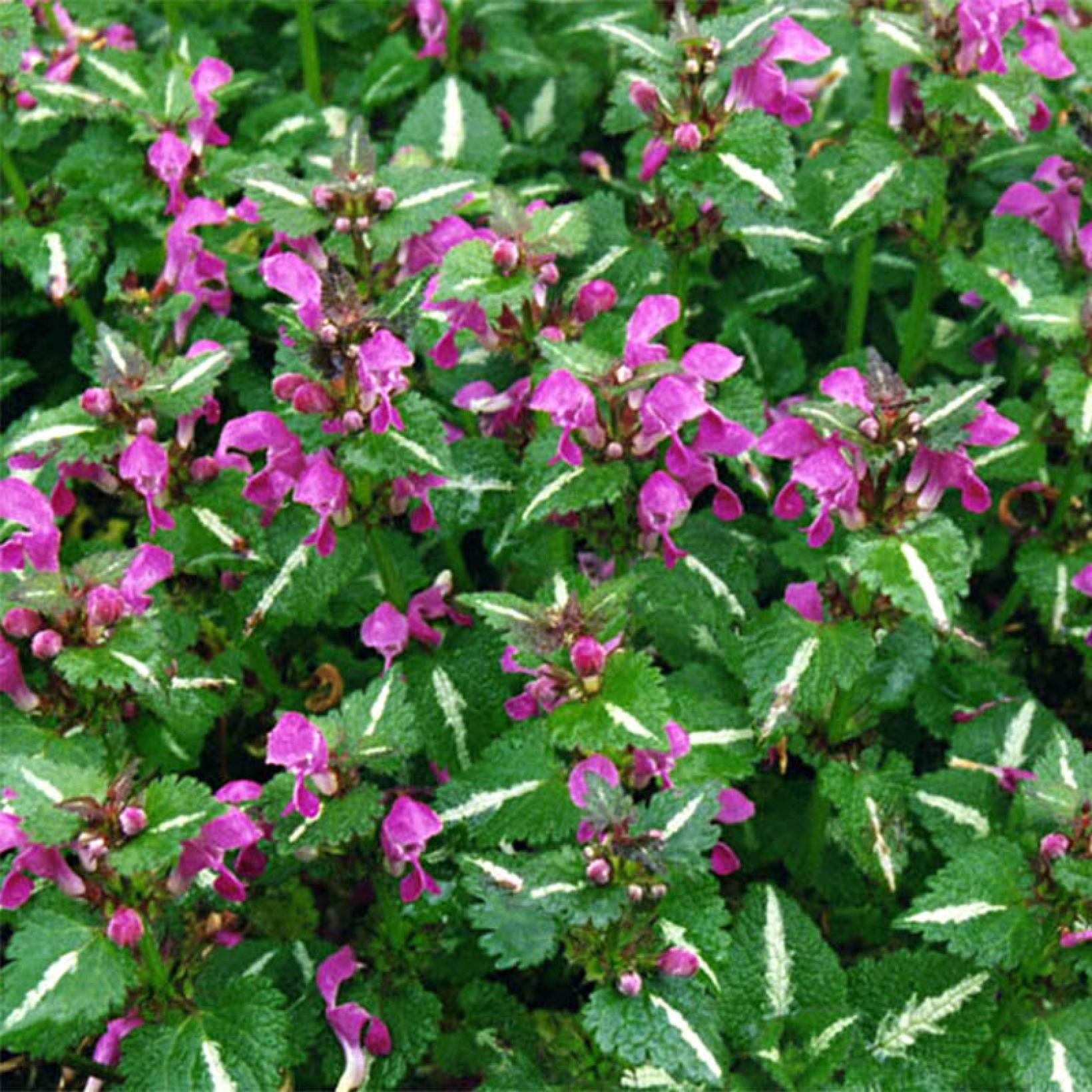 Lamium maculatum Roseum - Lamier maculé - Couvre sol panaché à fleurs roses