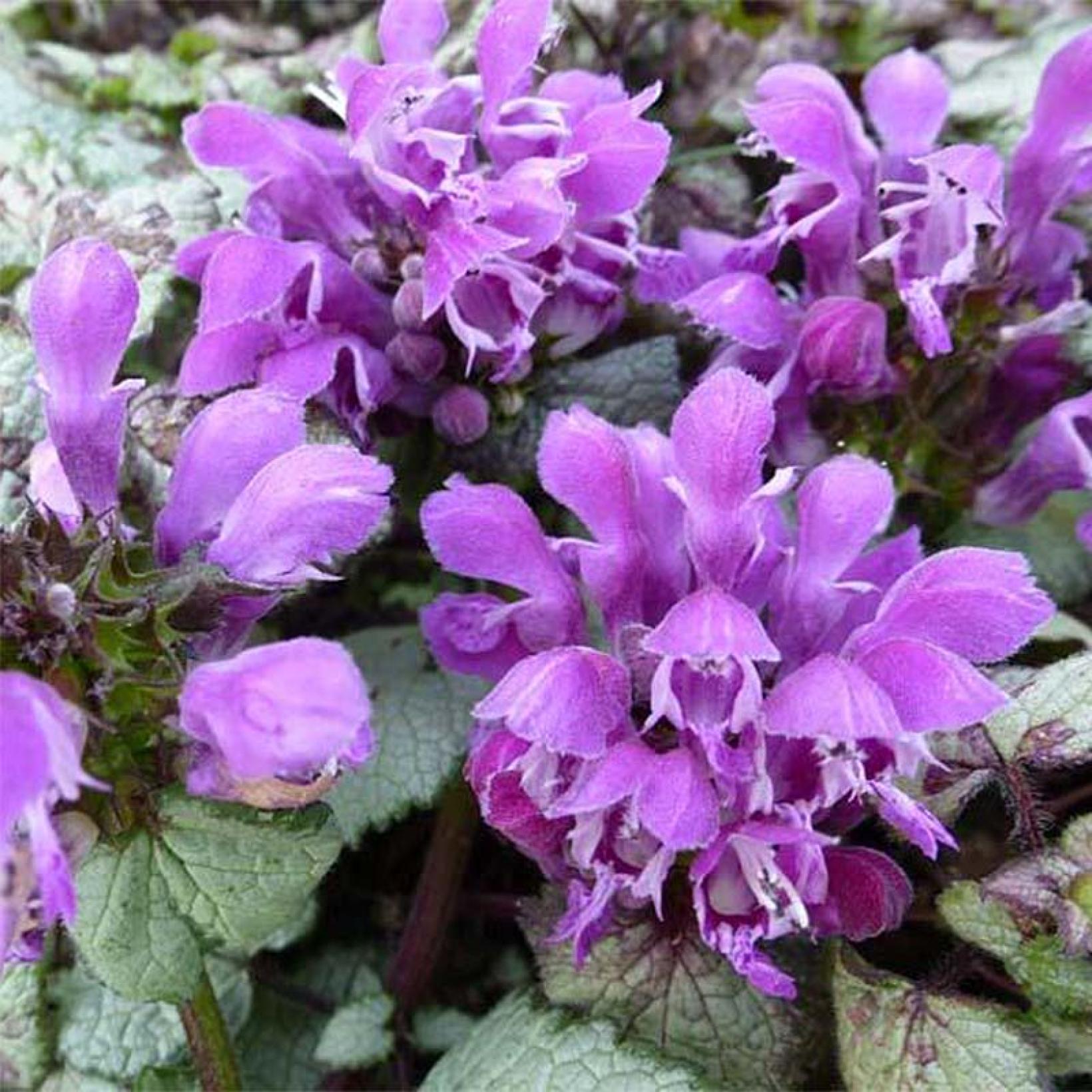 Lamium maculatum Sterling Silver - Lamier couvre-sol à feuillage ...