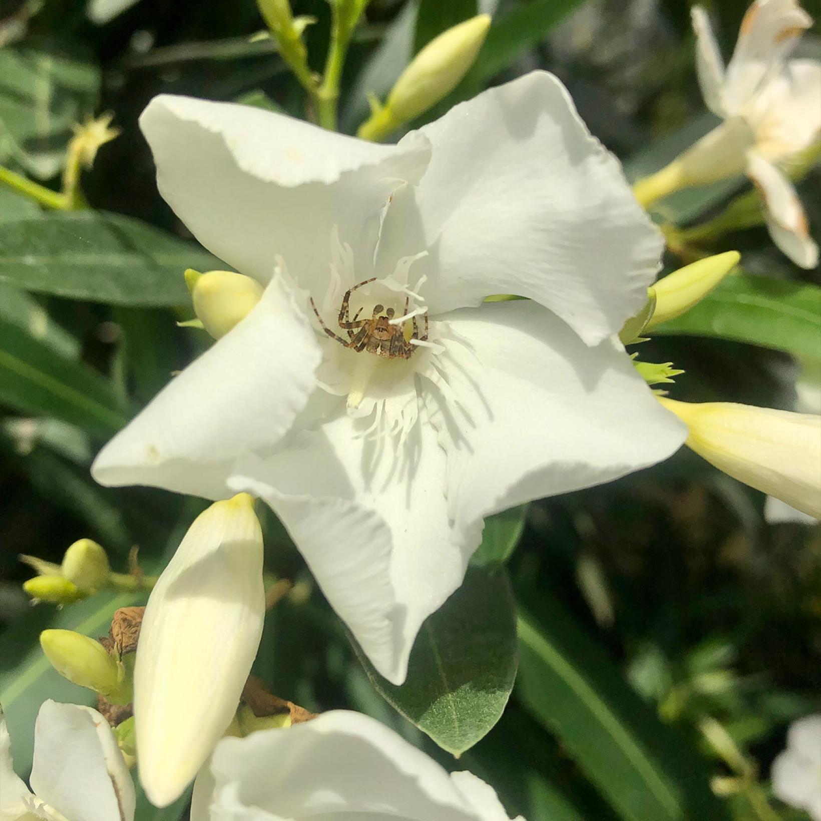 Laurier rose - Nerium oleander Blanc – Arbuste à floraison blanc pur