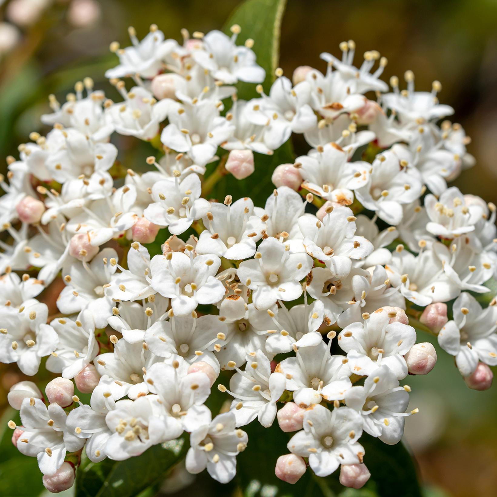 Laurier Tin - Viburnum tinus Giganteum - Arbuste persistant de haie
