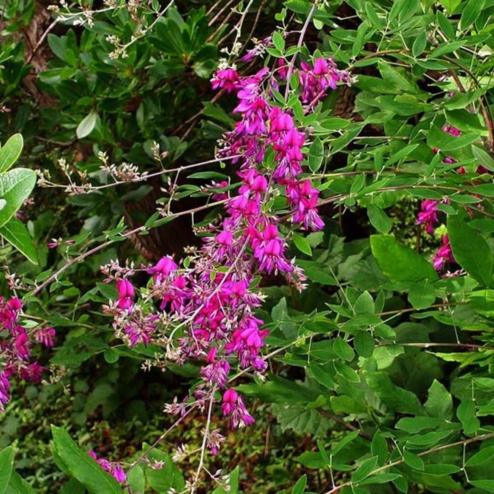 Lespedeza thunbergii - Arbuste à floraison tardive, abondante, rose pourpré
