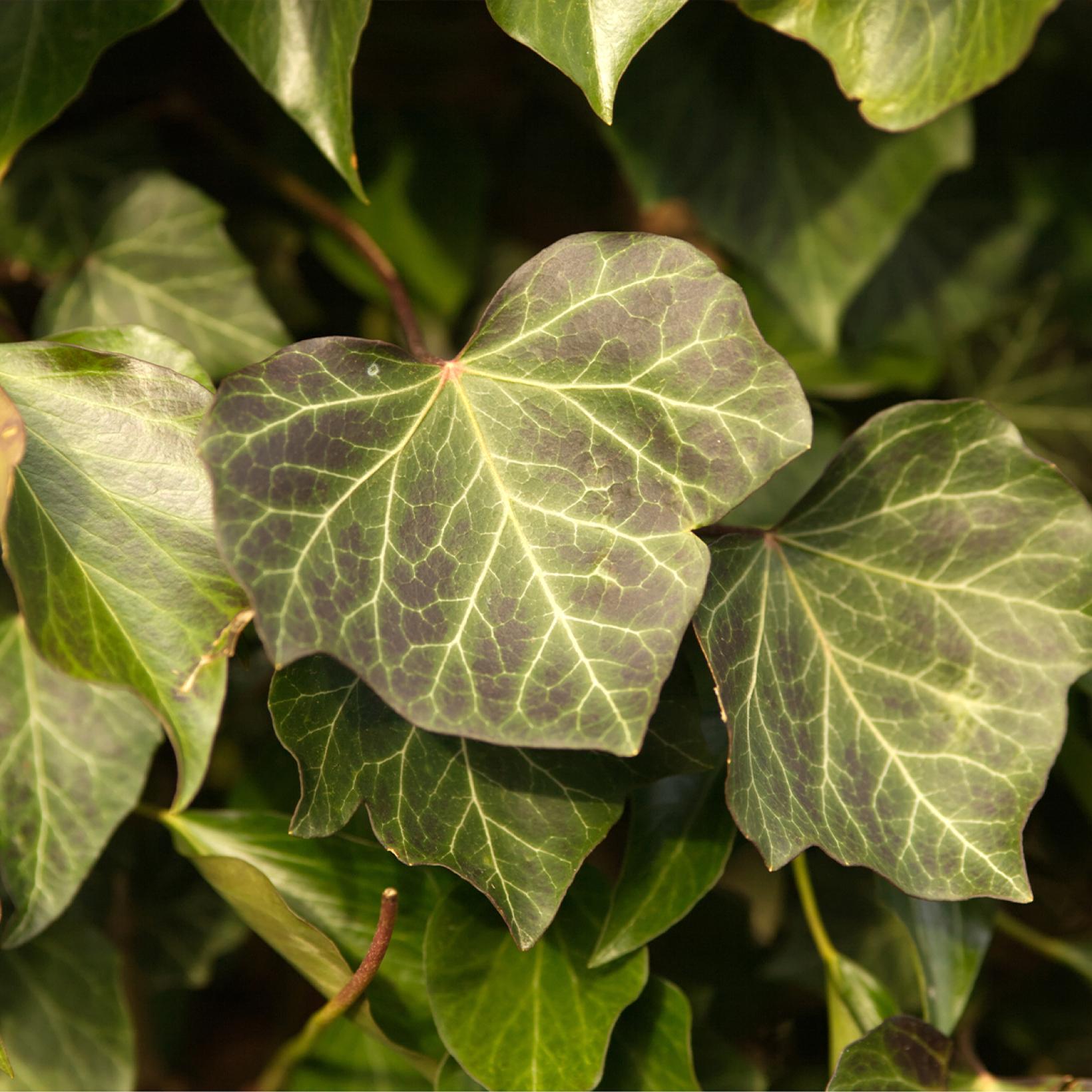 Hedera helix Woerner - Lierre commun vert à grand développement