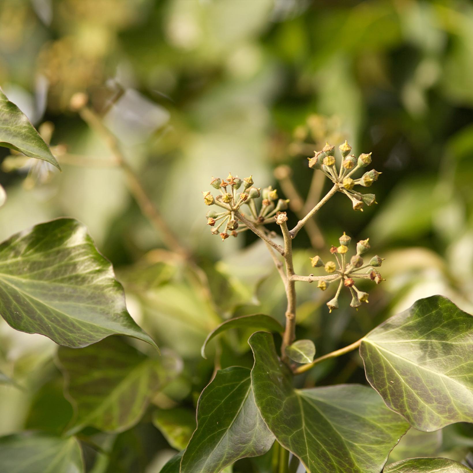 Hedera helix Woerner - Lierre commun vert à grand développement